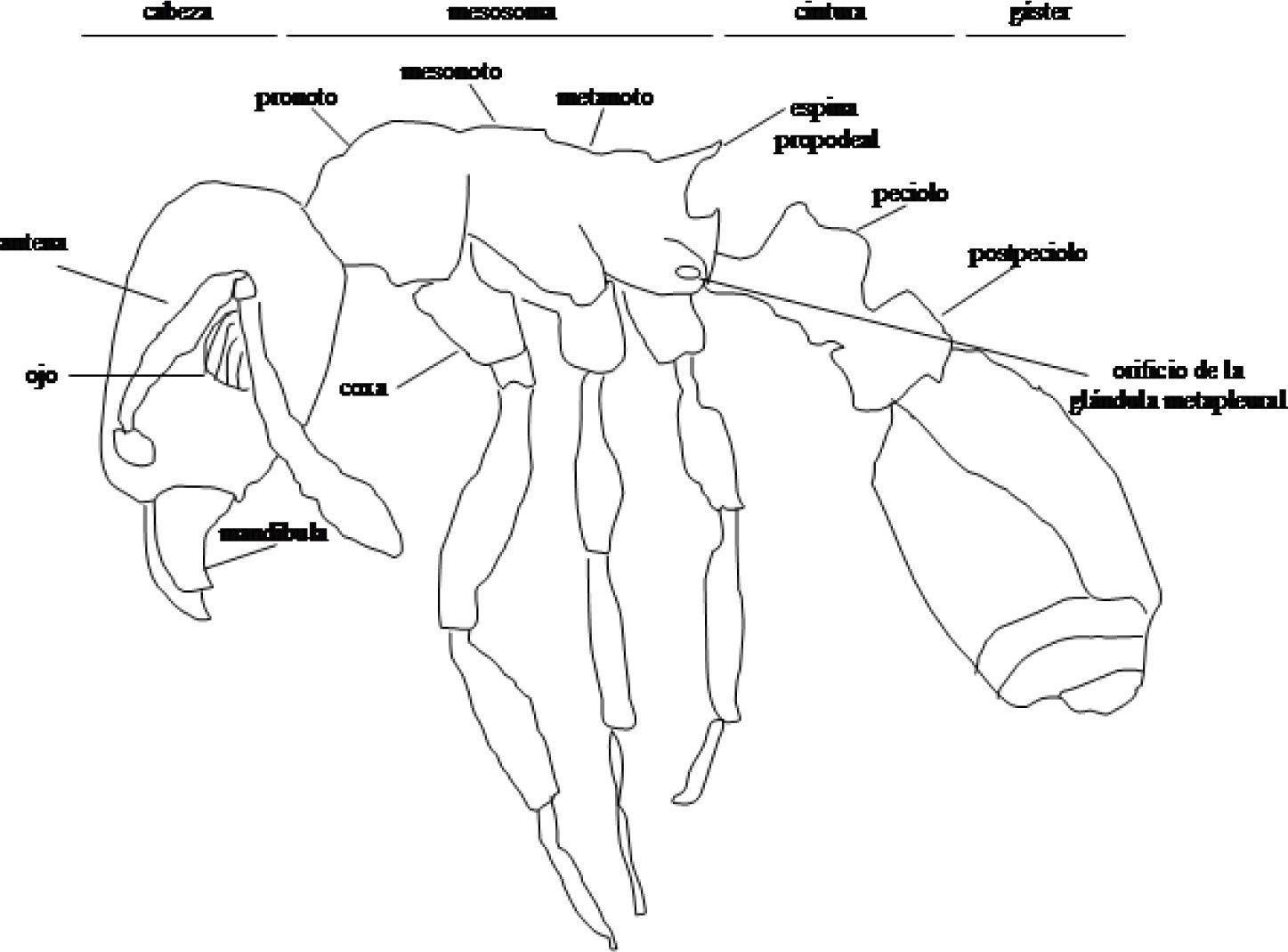 Biodiversidad de hormigas en México | Revista Mexicana de Biodiversidad