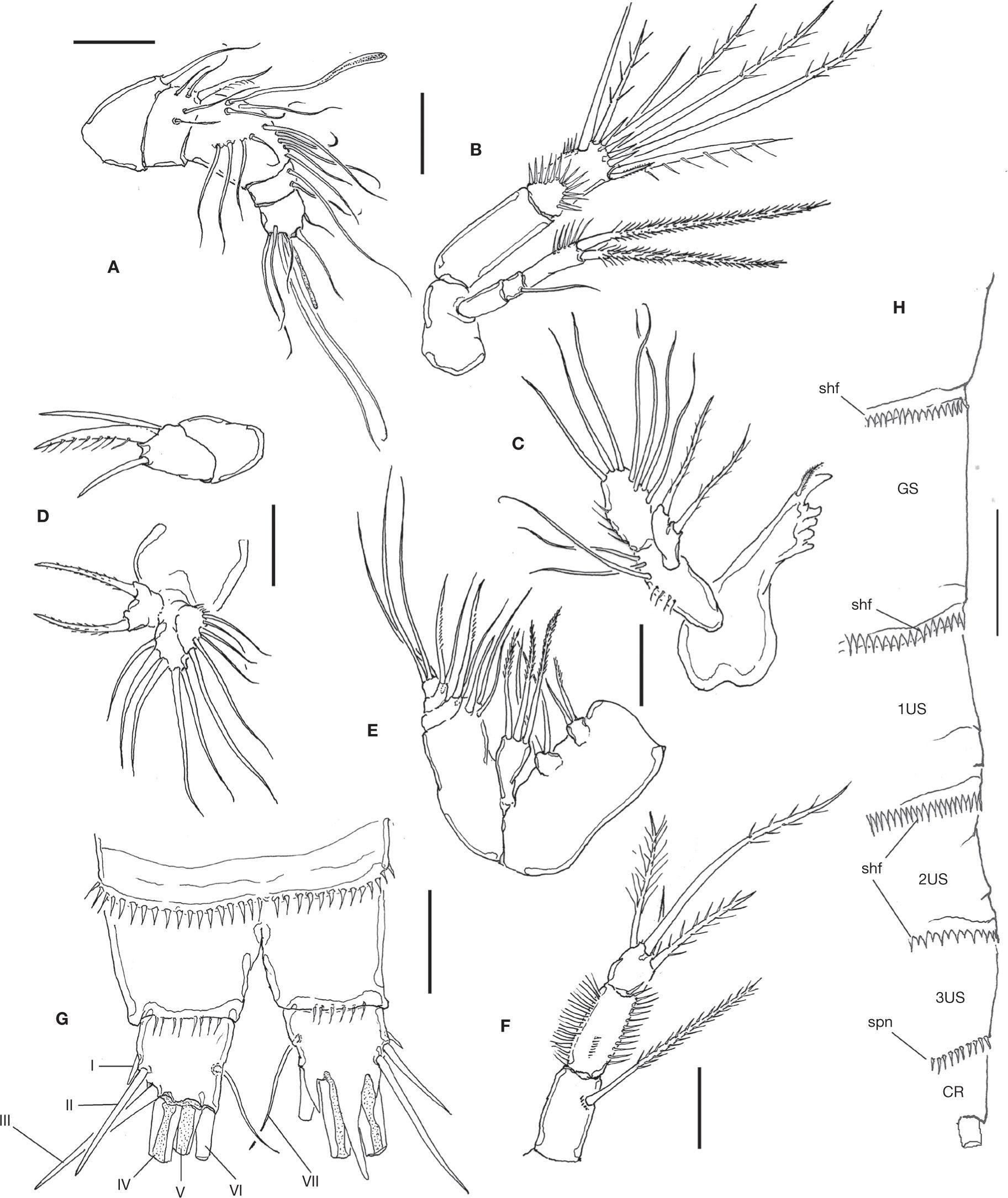 Two new species of ectinosomatid copepods (Harpacticoida ...