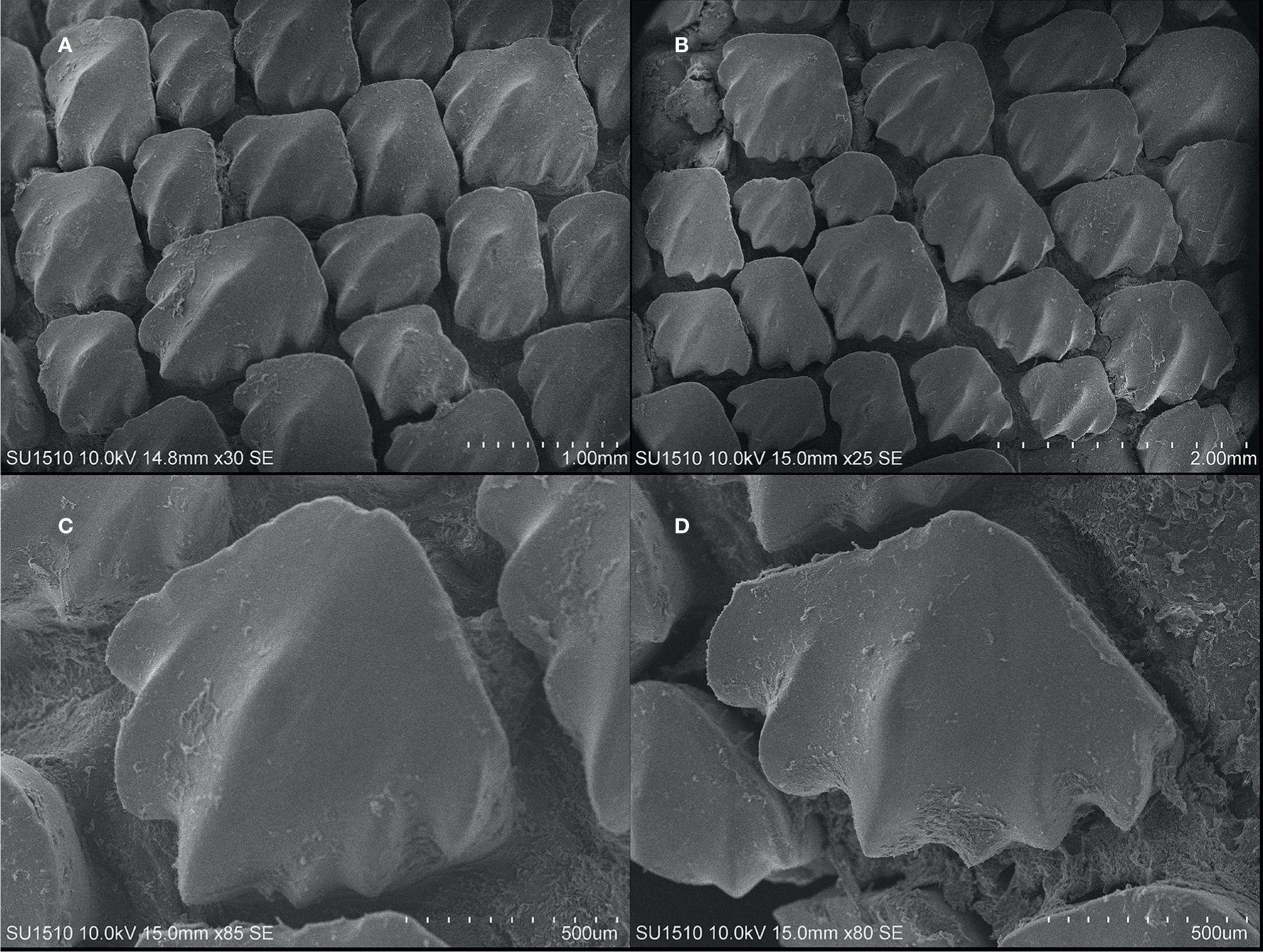 Ginglymostoma unami sp. nov. (Chondrichthyes: Orectolobiformes ...