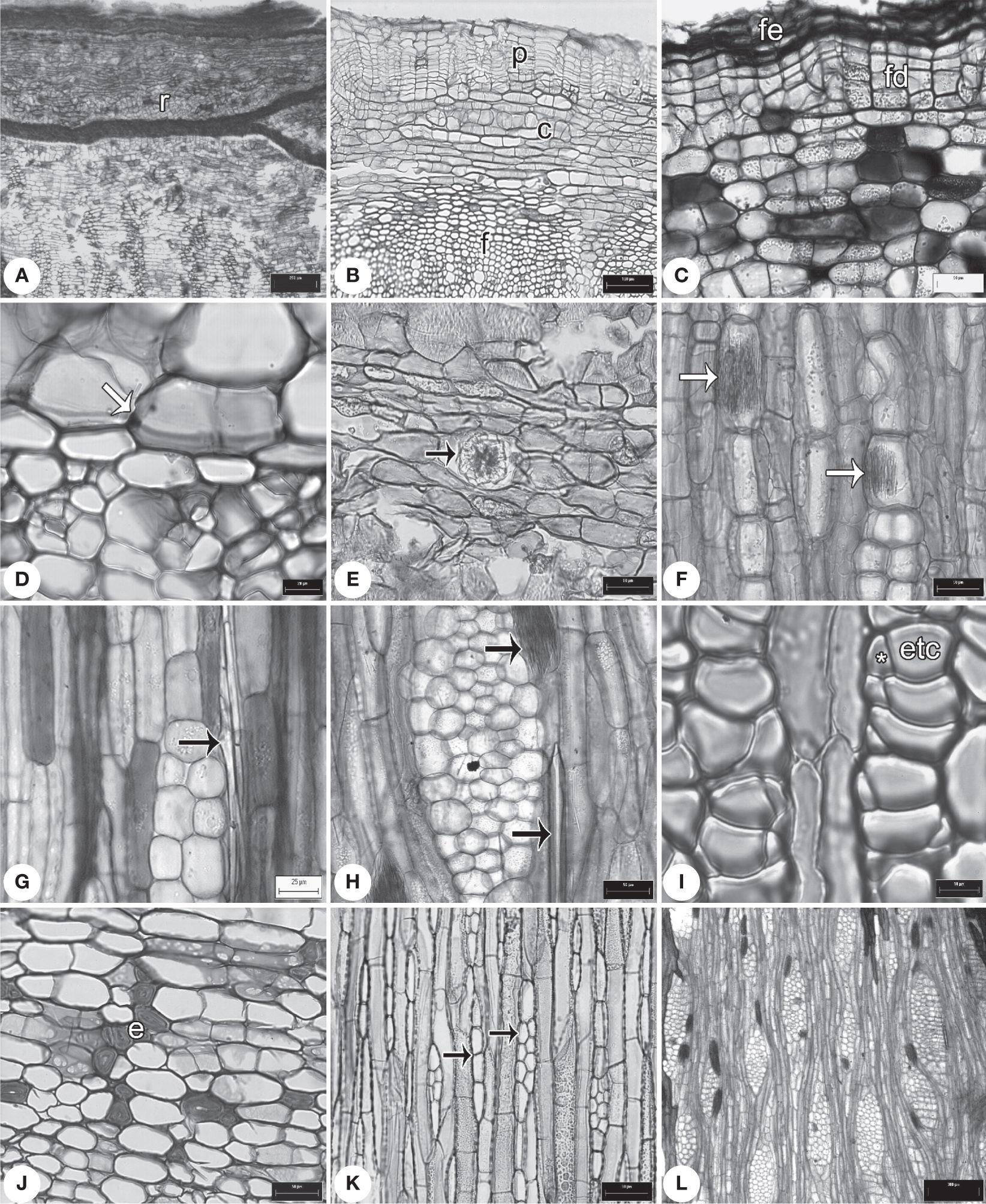 Madera y corteza de algunas Rubiaceae en México: similitud estructural ...