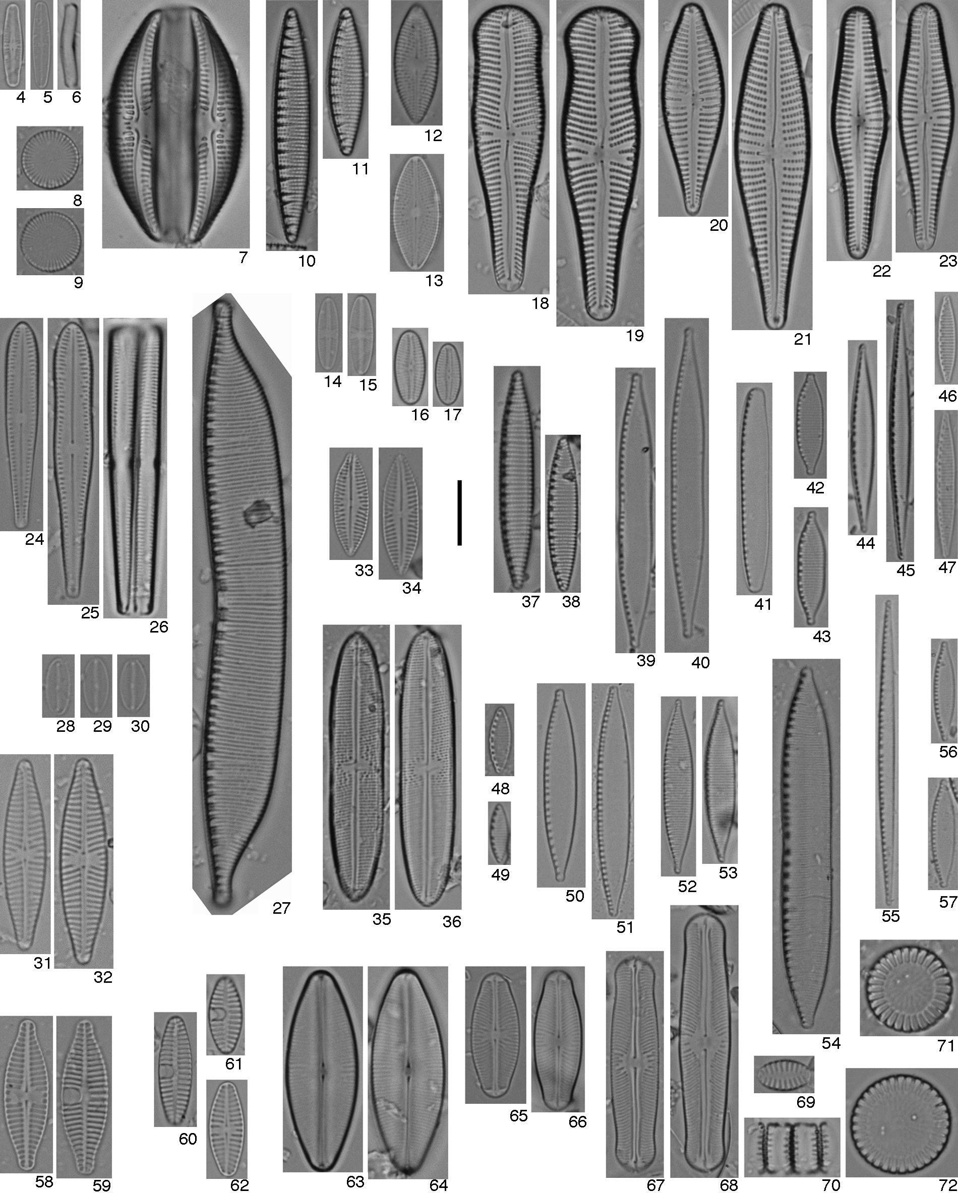 Diatomeas epilíticas de la cuenca alta del río Laja, Guanajuato, México ...