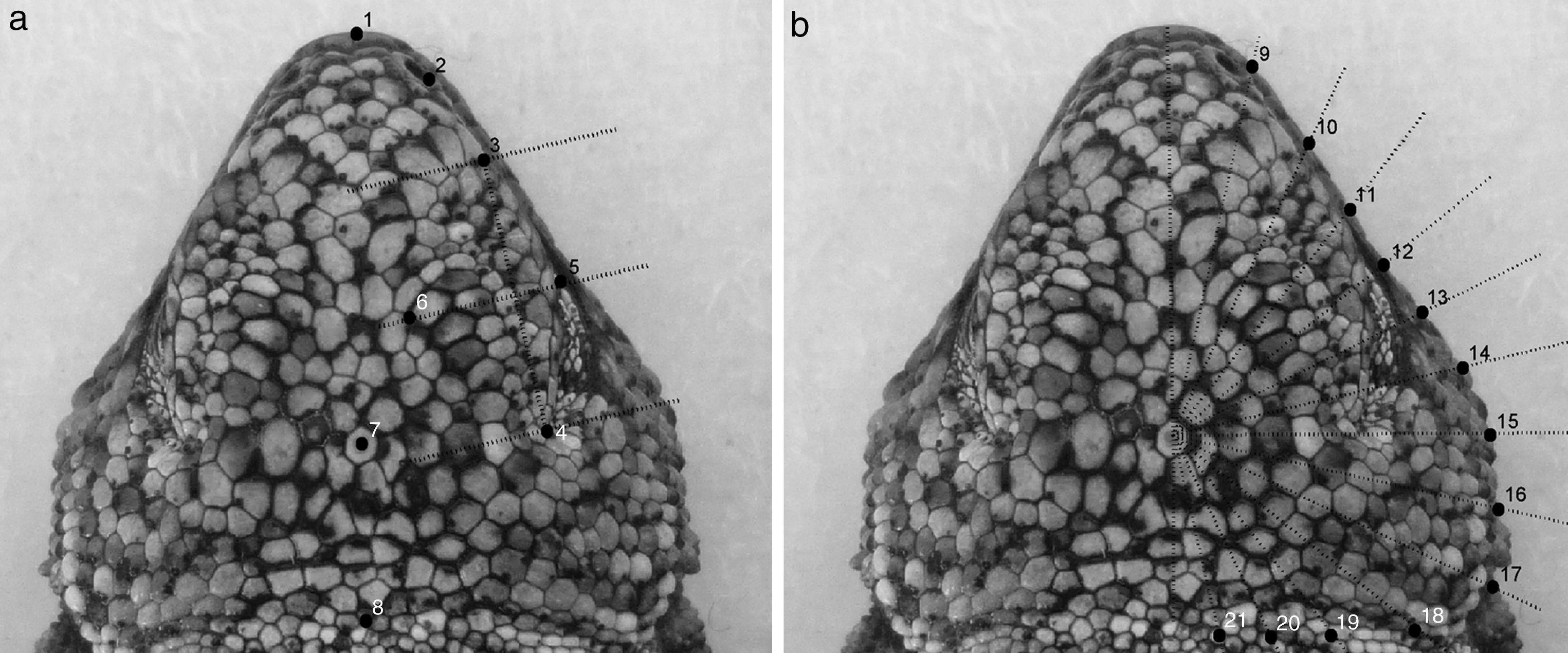 Morfología lineal y geométrica en un grupo de lagartijas patagónicas ...