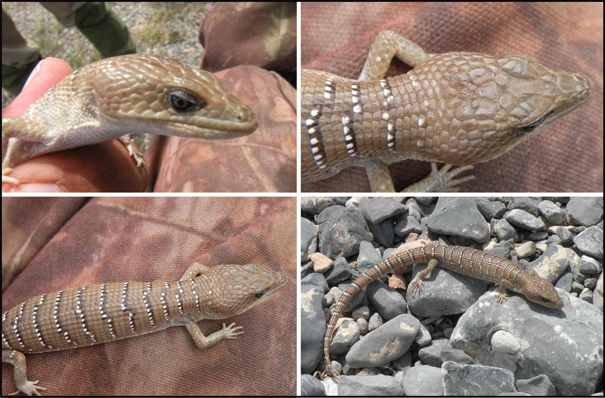 First record of the alligator lizard Gerrhonotus lugoi (Squamata ...