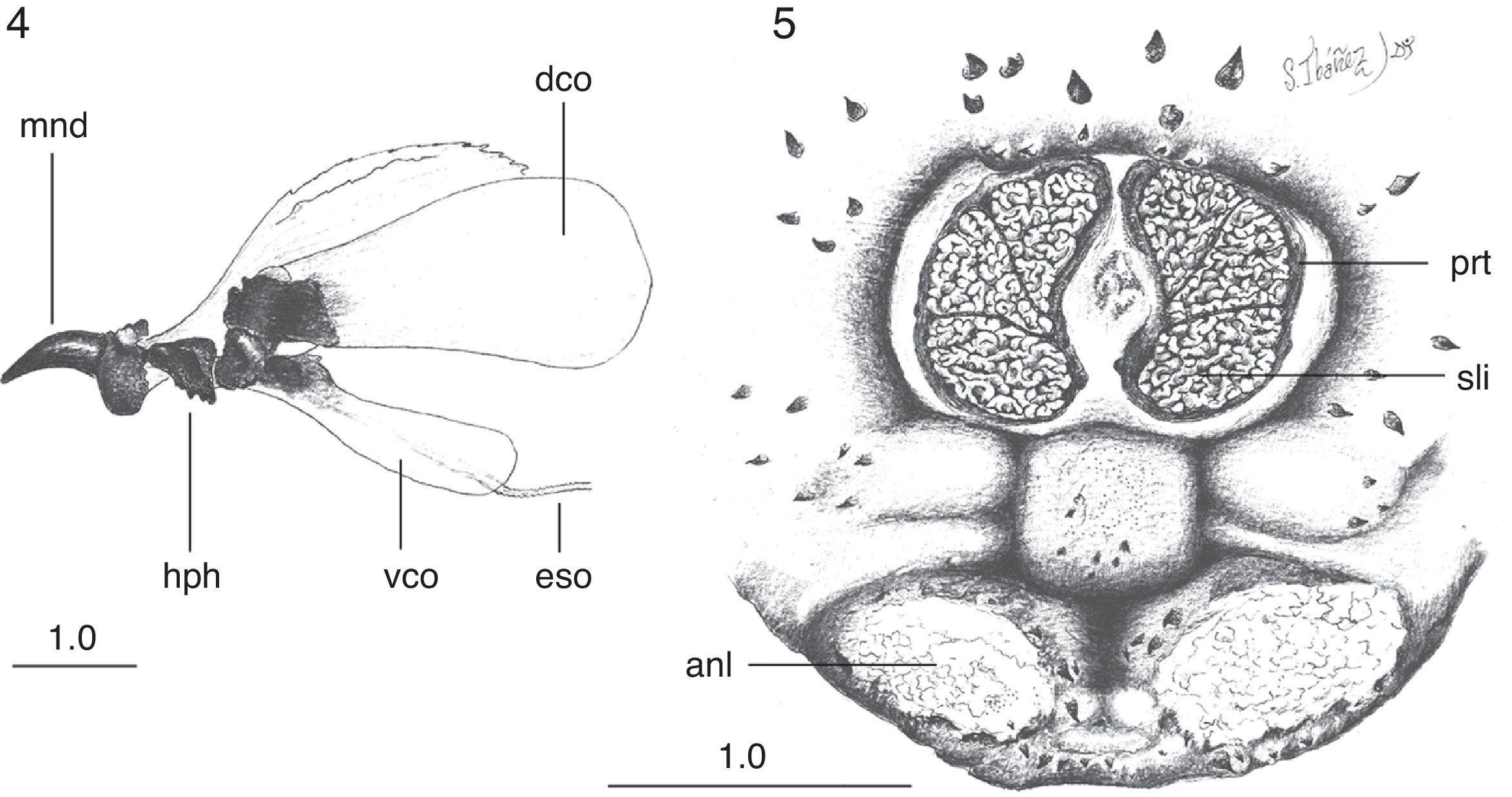 An incidental case of gastric pseudomyiasis in Canis latrans (Carnivora ...