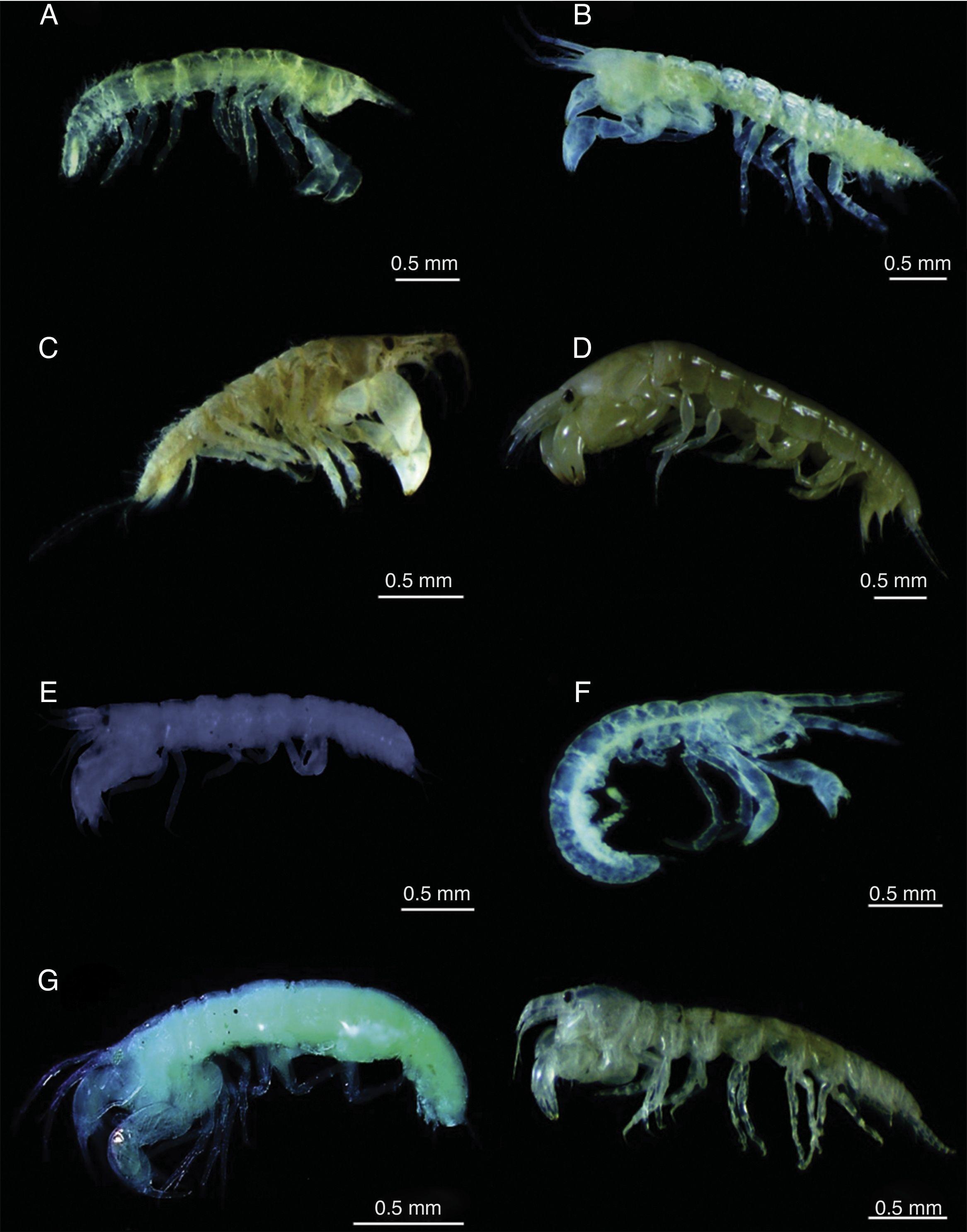 Biodiversidad de los tanaidáceos (Crustacea: Peracarida: Tanaidacea ...