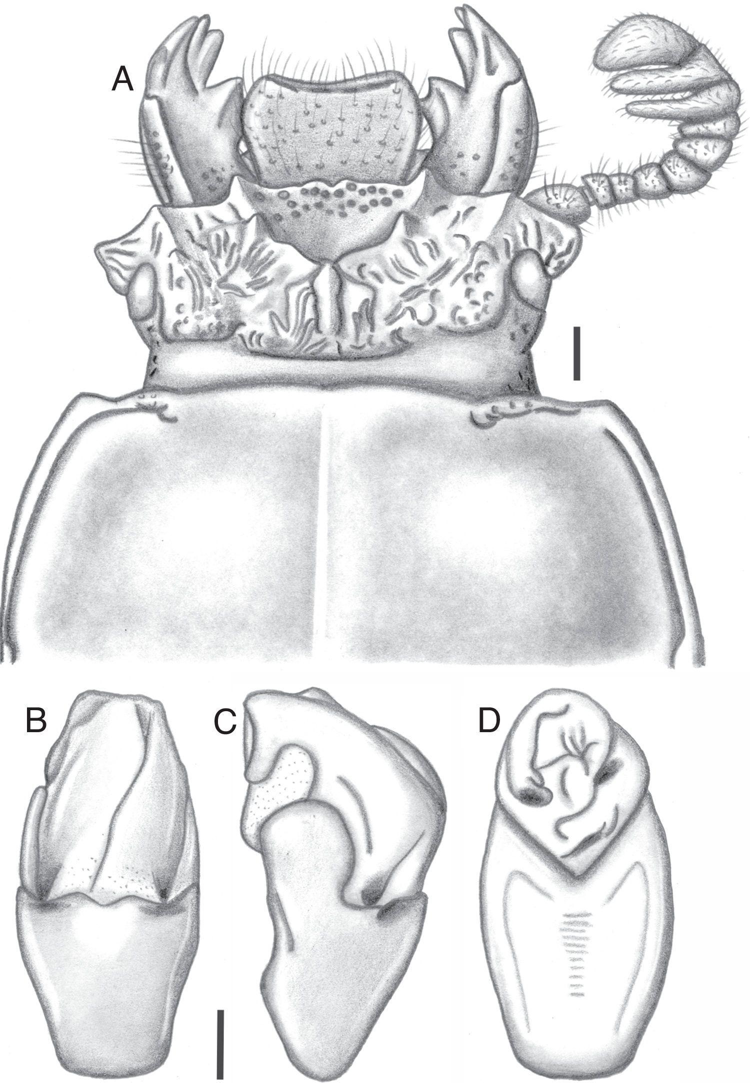 The passalid beetles (Coleoptera: Passalidae) from Costa Rica, with the ...