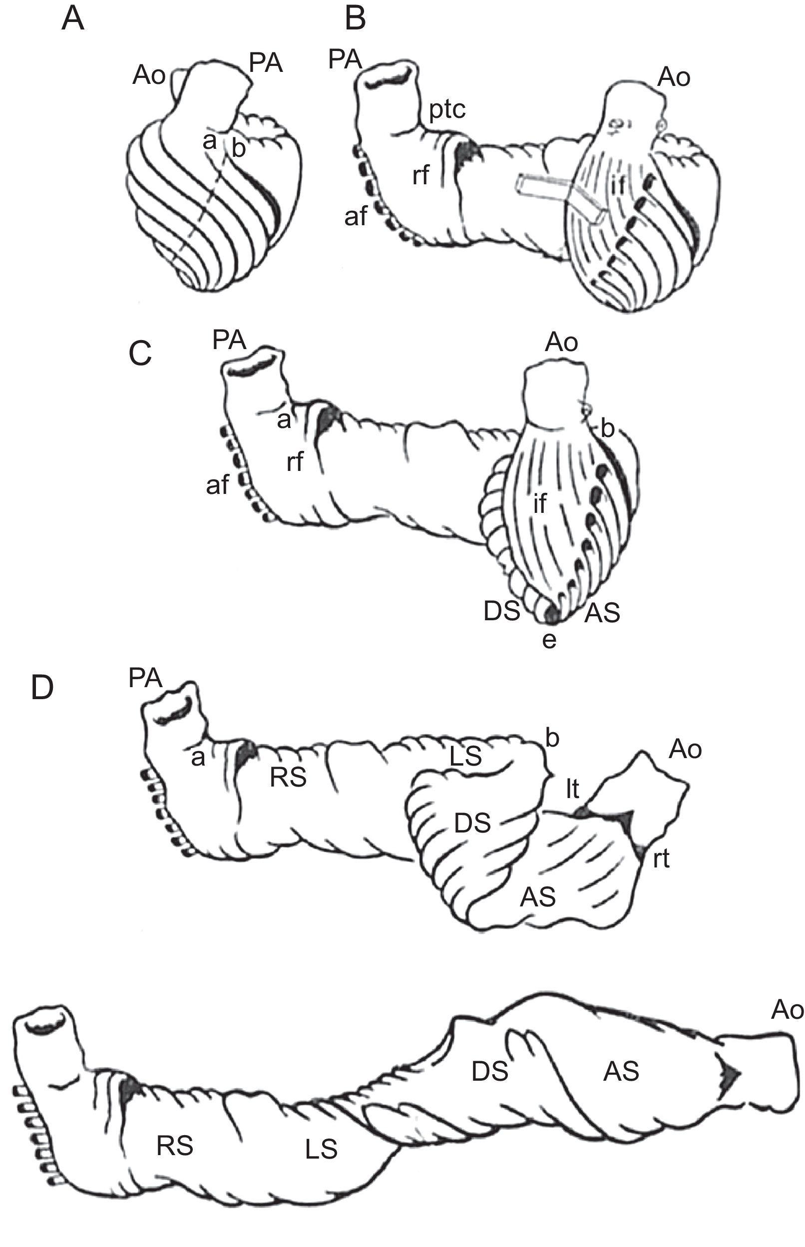 Helical Structure of the Cardiac Ventricular Anatomy Assessed by ...