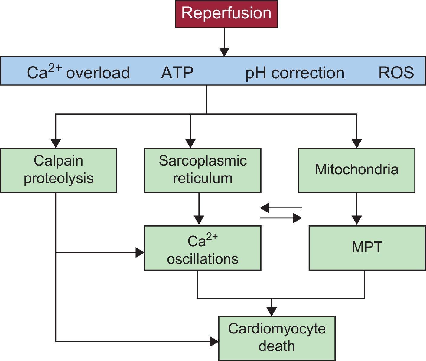 Protection Against Myocardial Ischemia-reperfusion Injury in Clinical ...