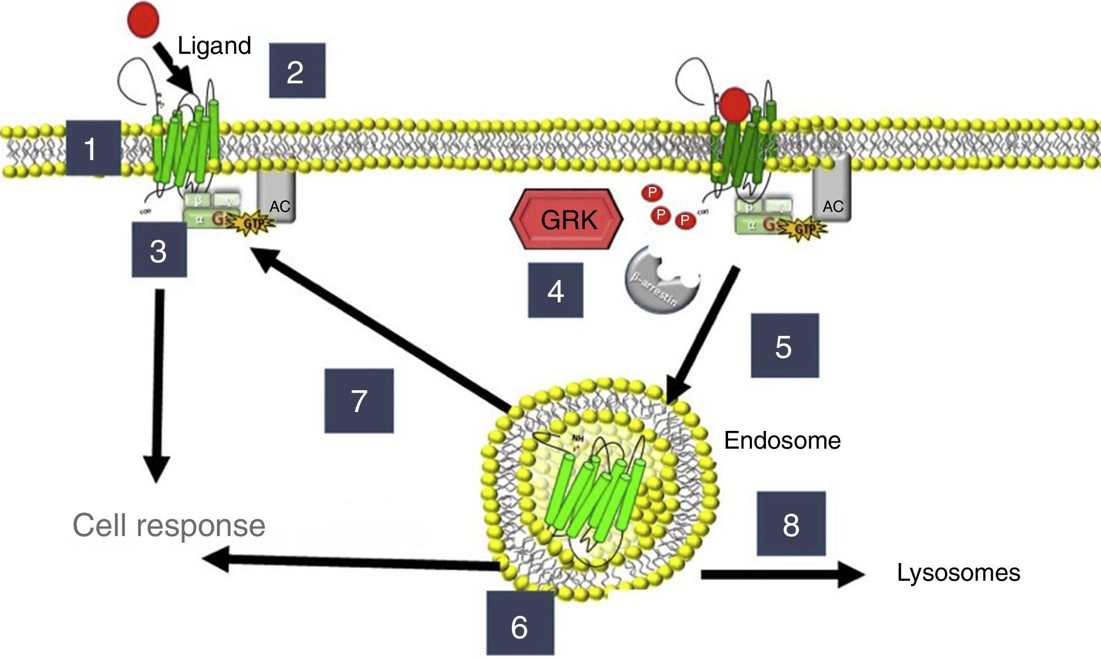 Changes in Adrenoceptor and GRK Expression in Patients With Chronic ...