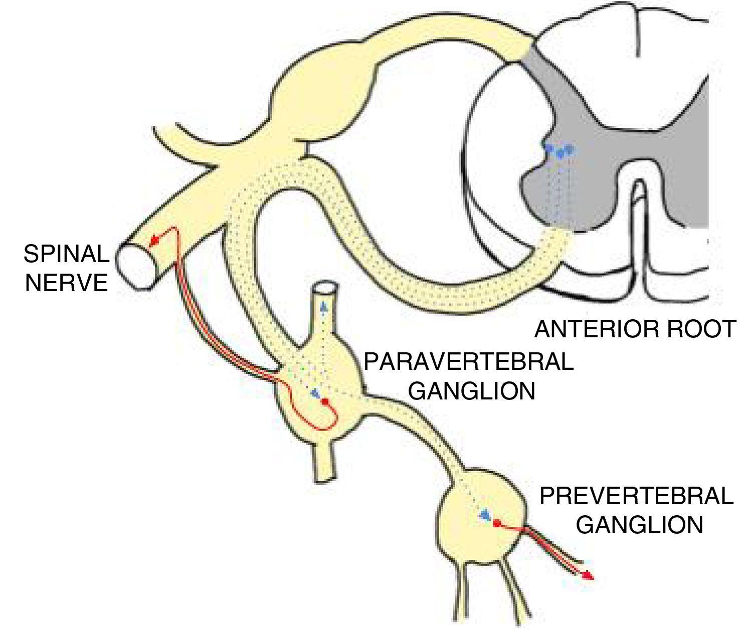 Renal Denervation. Importance of Knowledge of Sympathetic Nervous ...