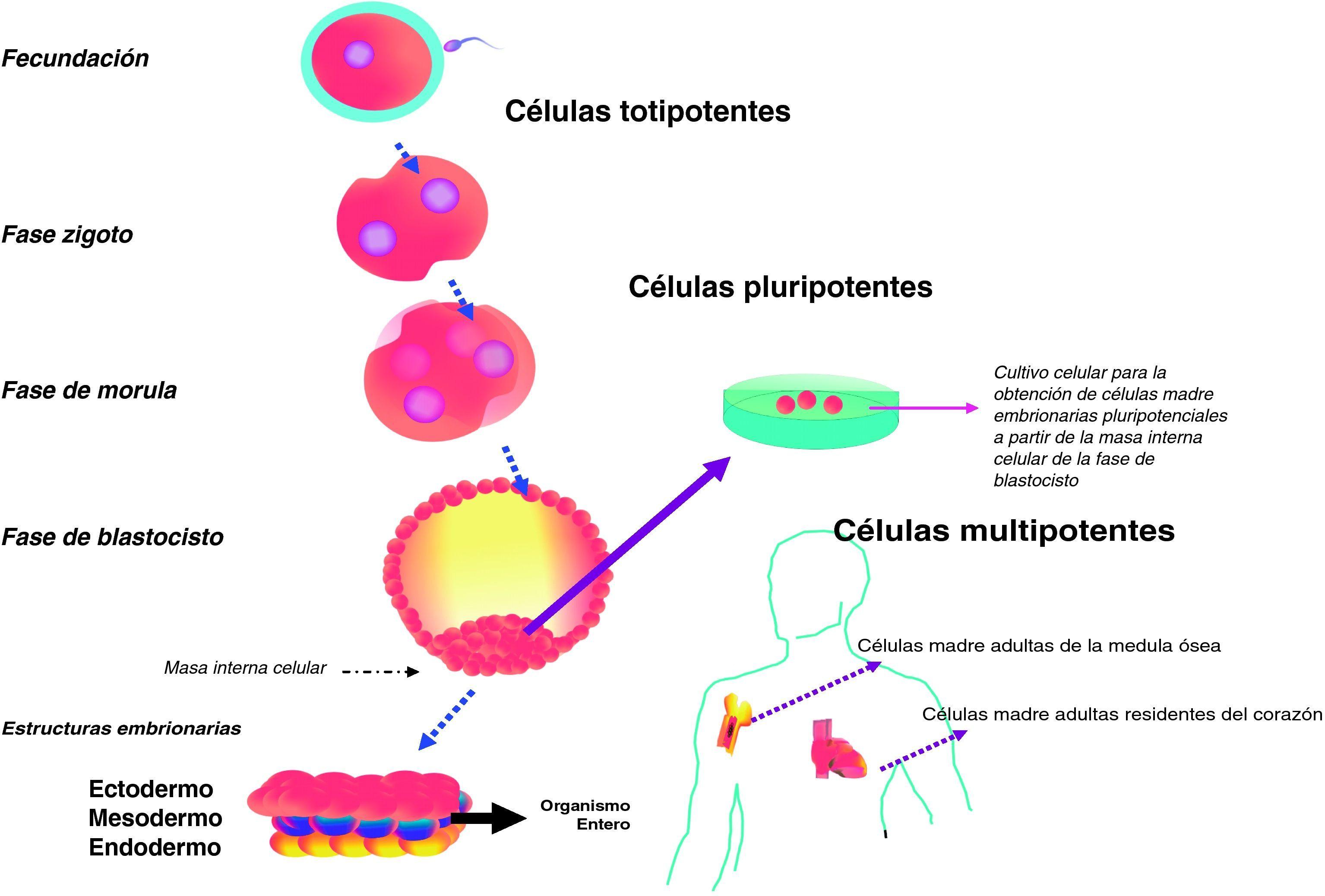 ¿Qué es una célula madre? Aplicaciones de la terapia reparativa en las ...