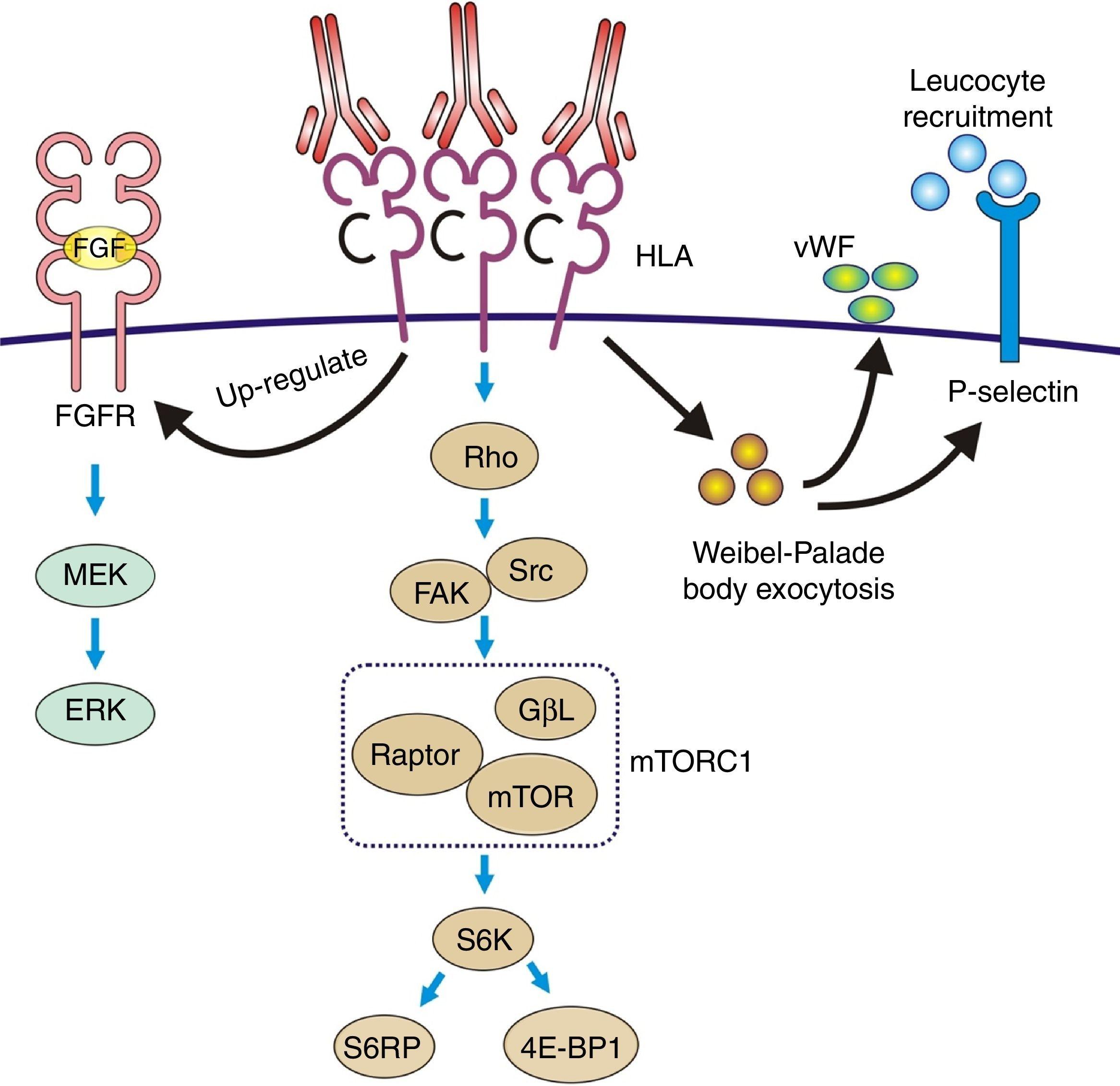Immune response and histology of humoral rejection in kidney ...