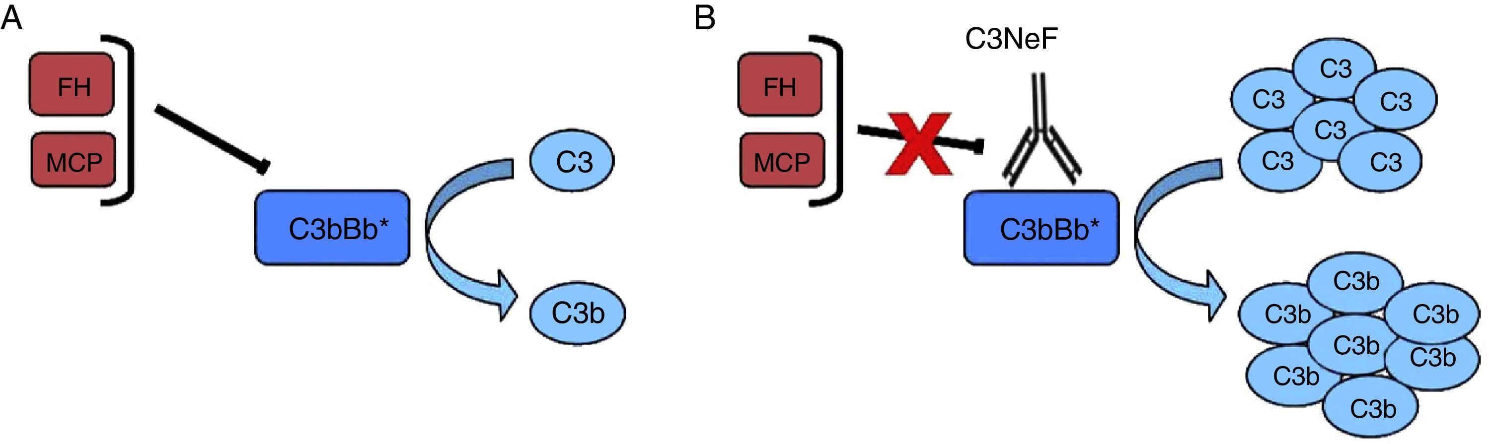 Autoantibodies against alternative complement pathway proteins in renal ...