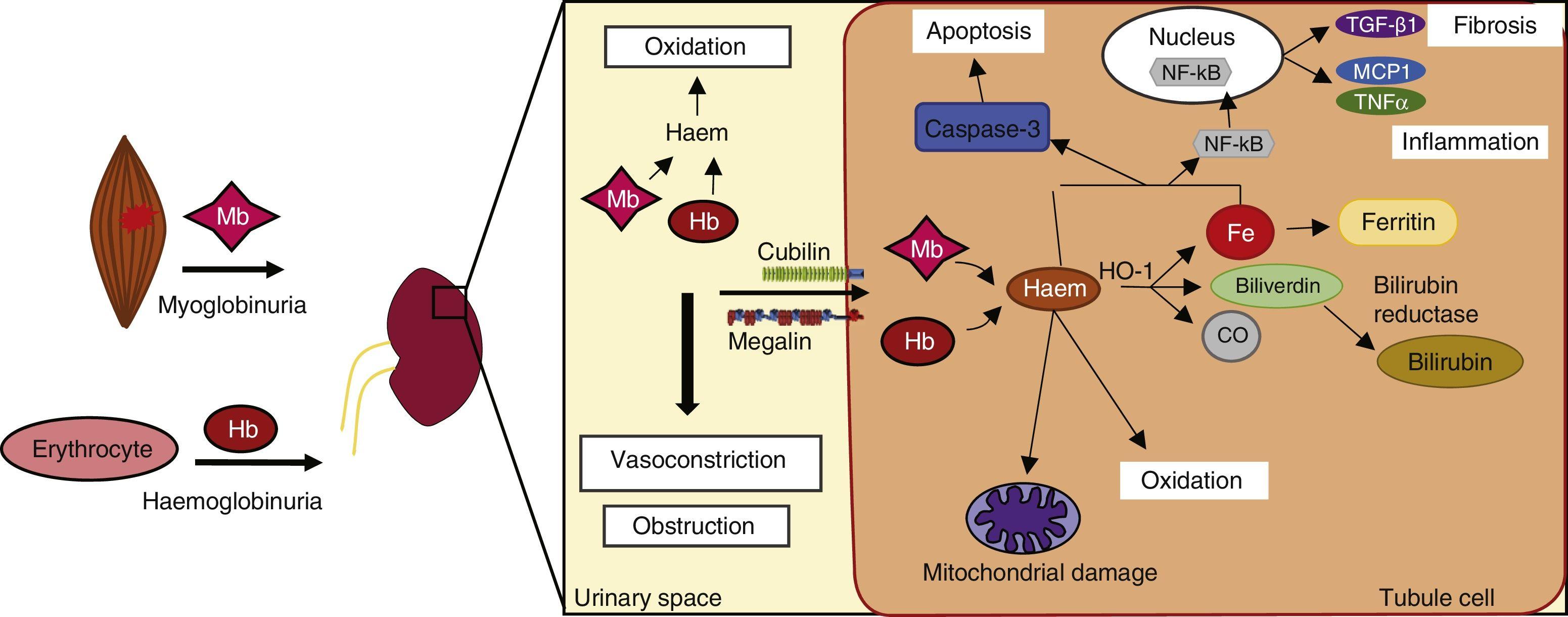 Adverse effects of the renal accumulation of haem proteins. Novel ...