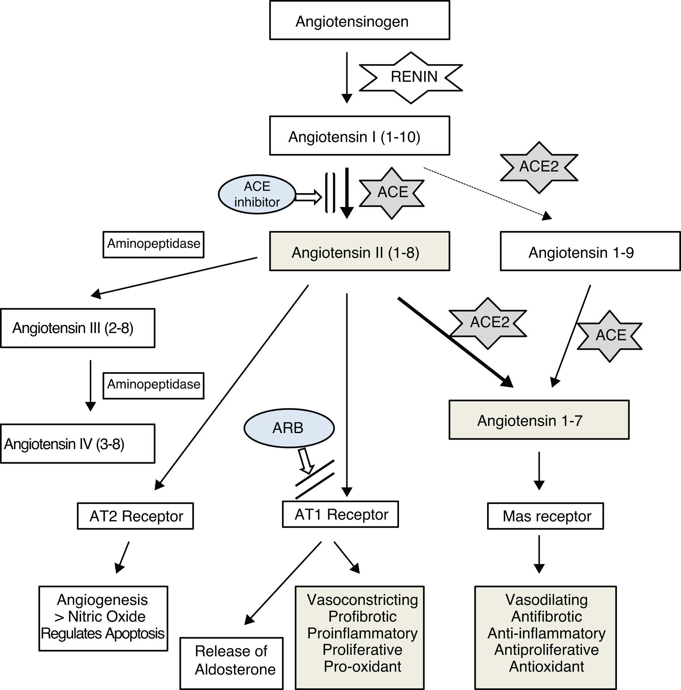 Angiotensin II suppression in SARS-CoV-2 infection: a therapeutic approach | Nefrología