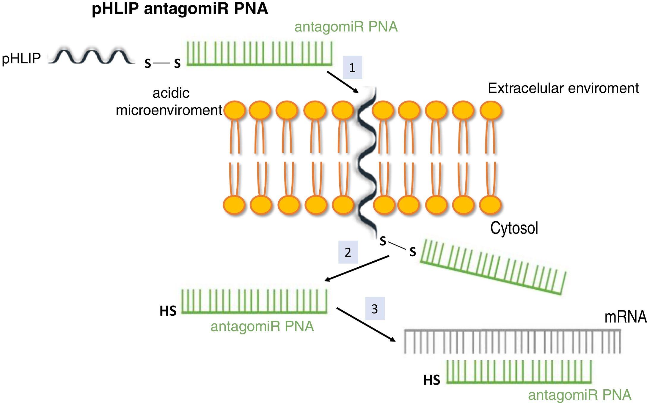 The pHLIP system as a vehicle for microRNAs in the kidney | Nefrología