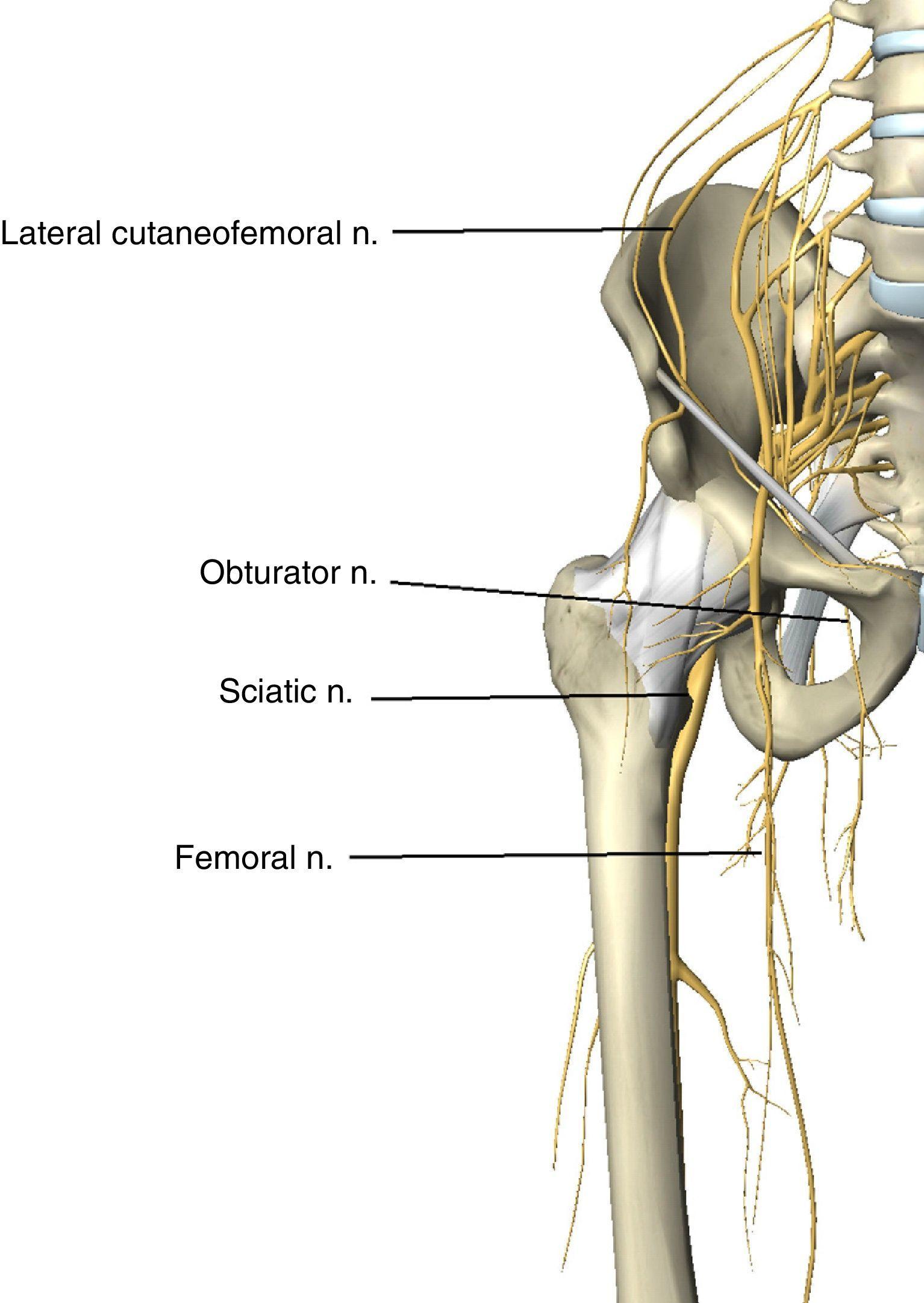 Obturator Nerve Femoral Nerve