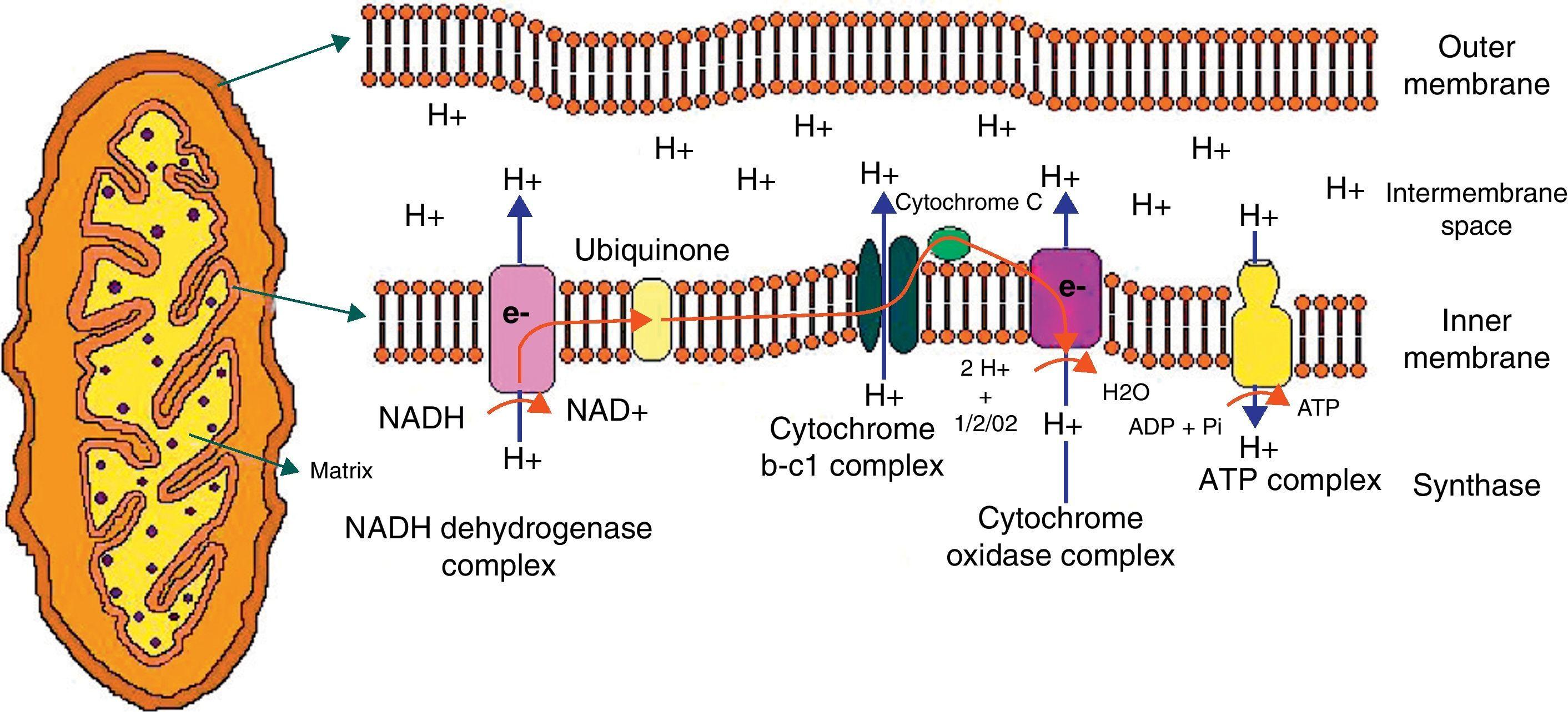 Contribution of mitochondria to pain in diabetic neuropathy ...