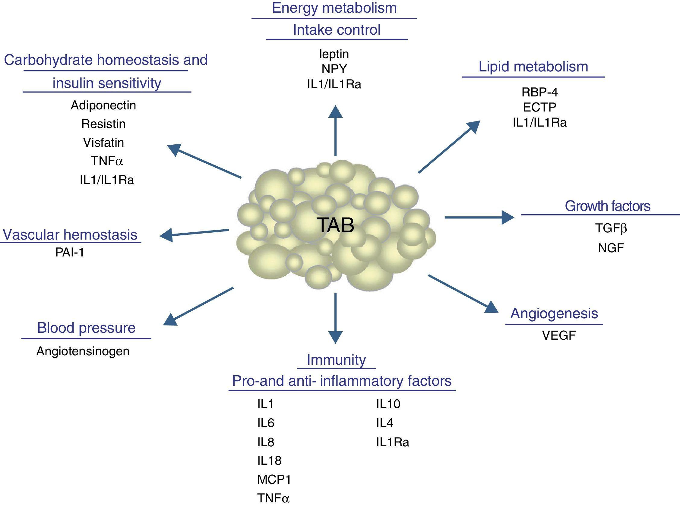 Adipose tissue: Cell heterogeneity and functional diversity ...