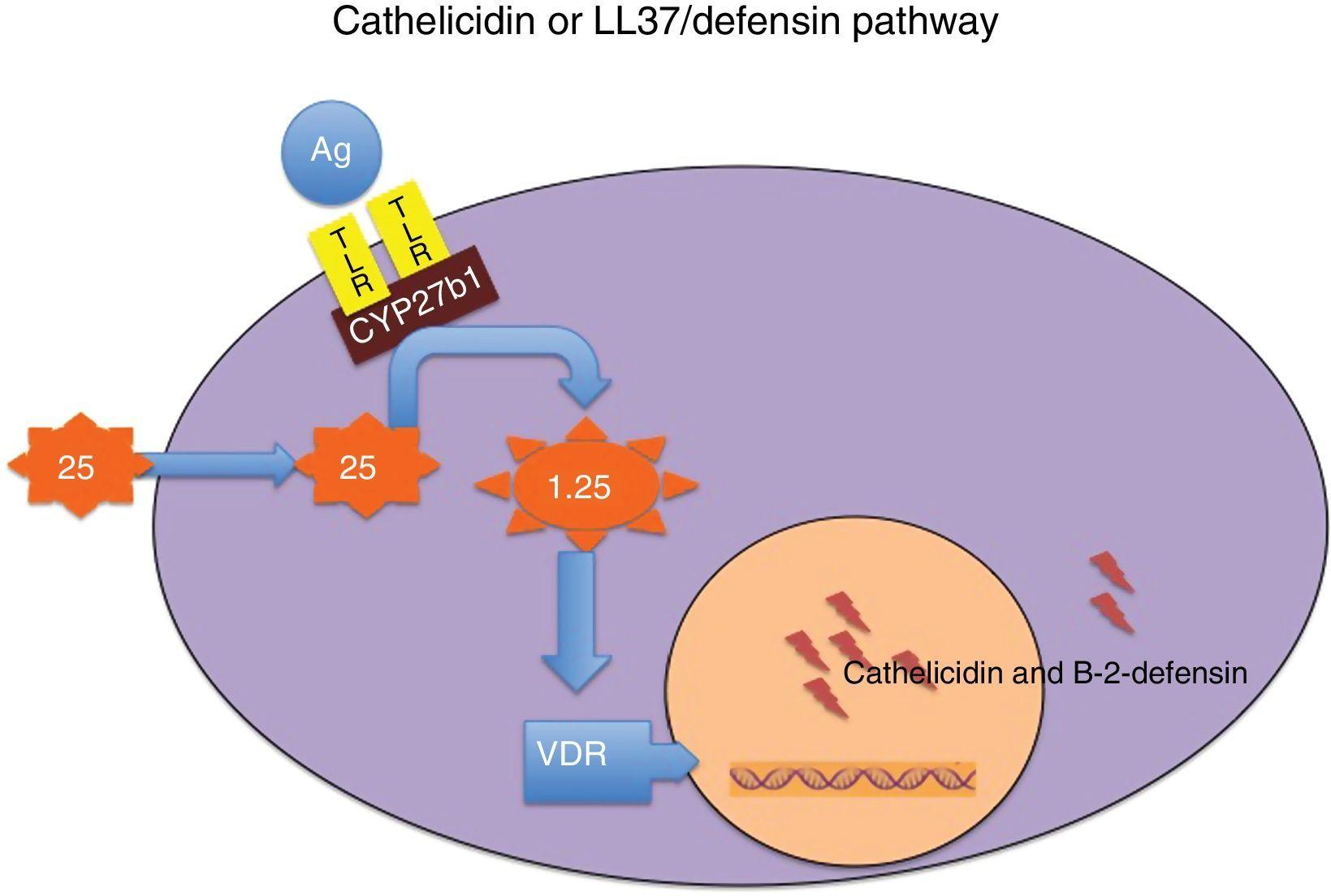 Calcitriol-modulated human antibiotics: New pathophysiological aspects ...