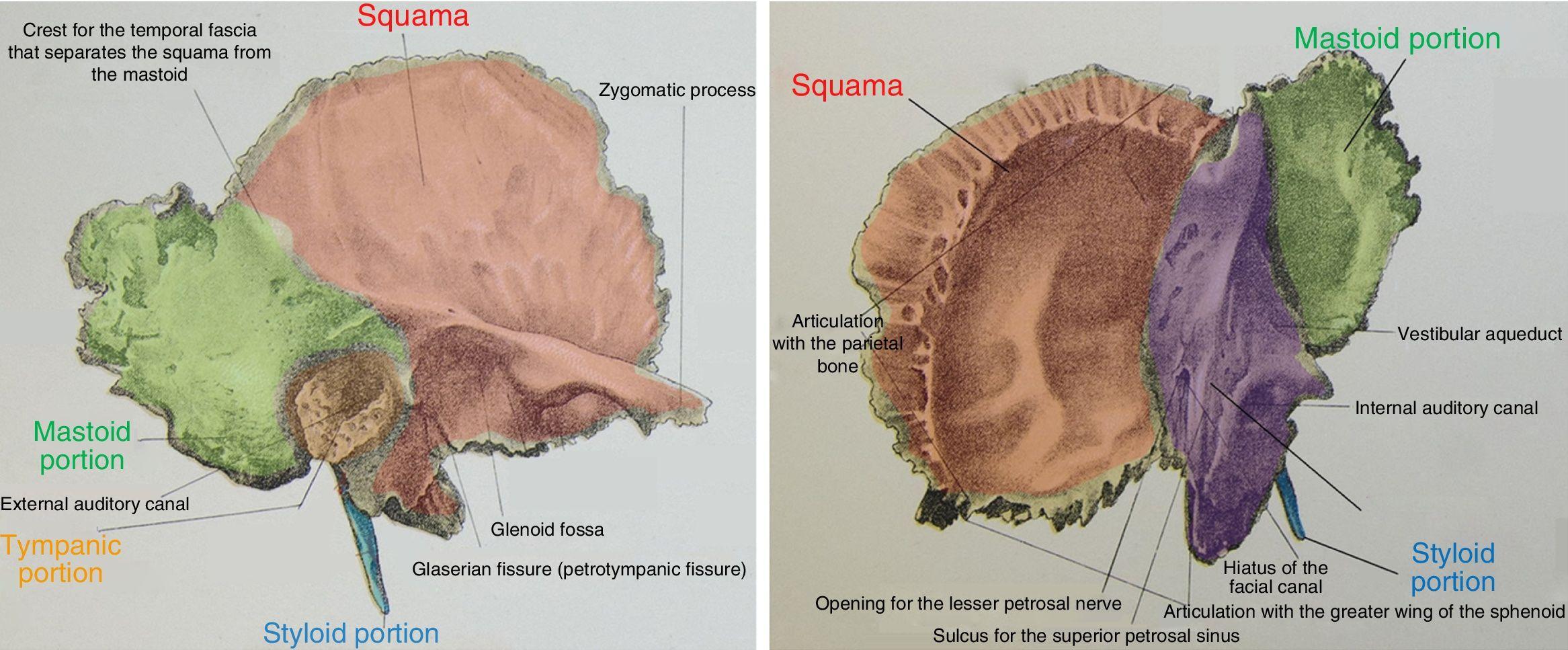 Petrous Temporal Bone