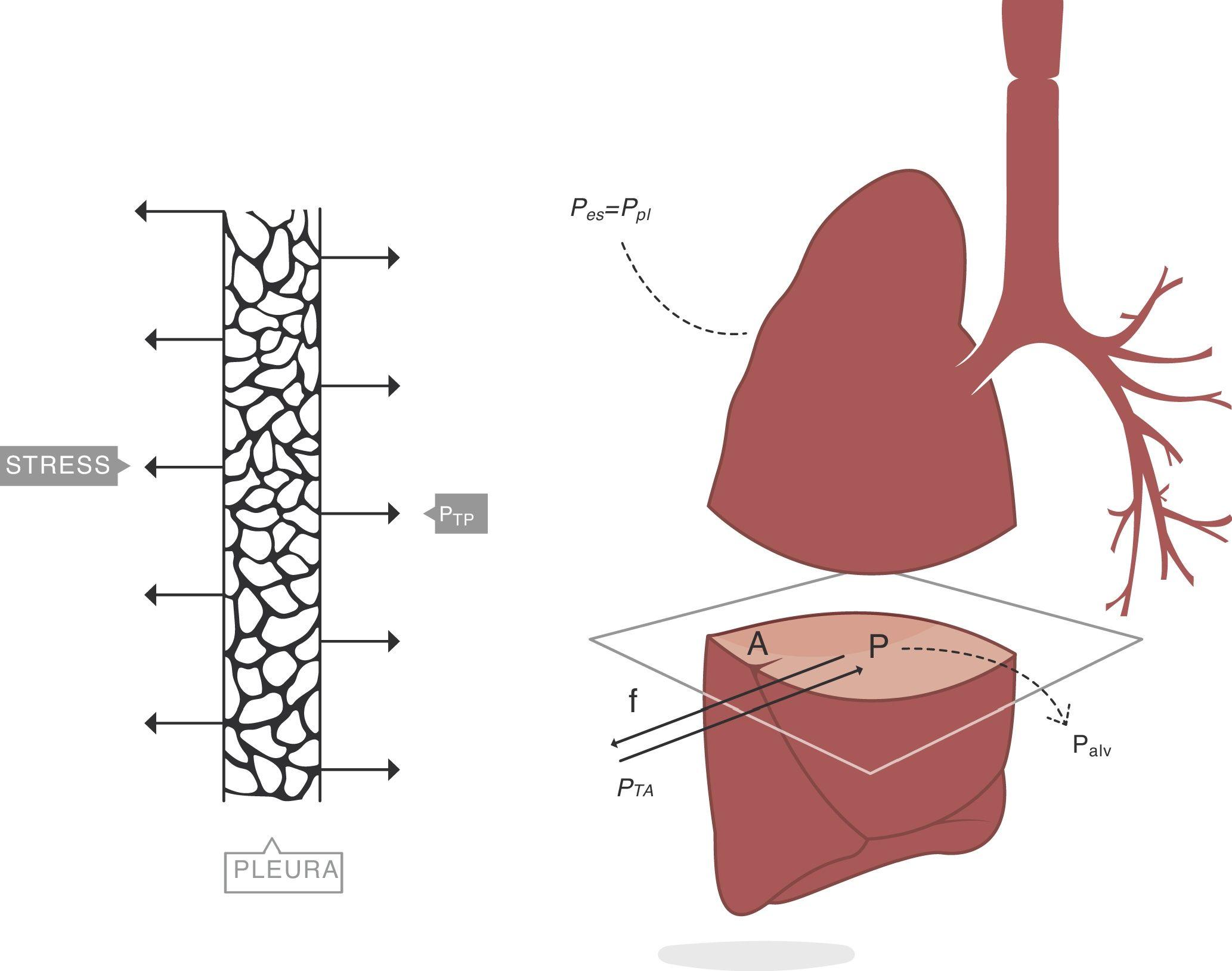 Stress, strain and mechanical power: Is material science the answer to ...