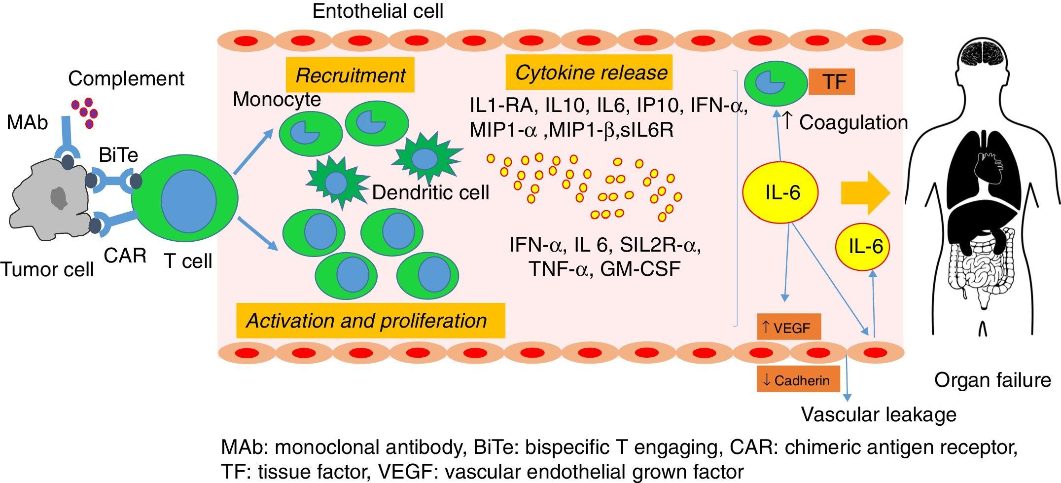 Cytokine release syndrome. Reviewing a new entity in the intensive care ...