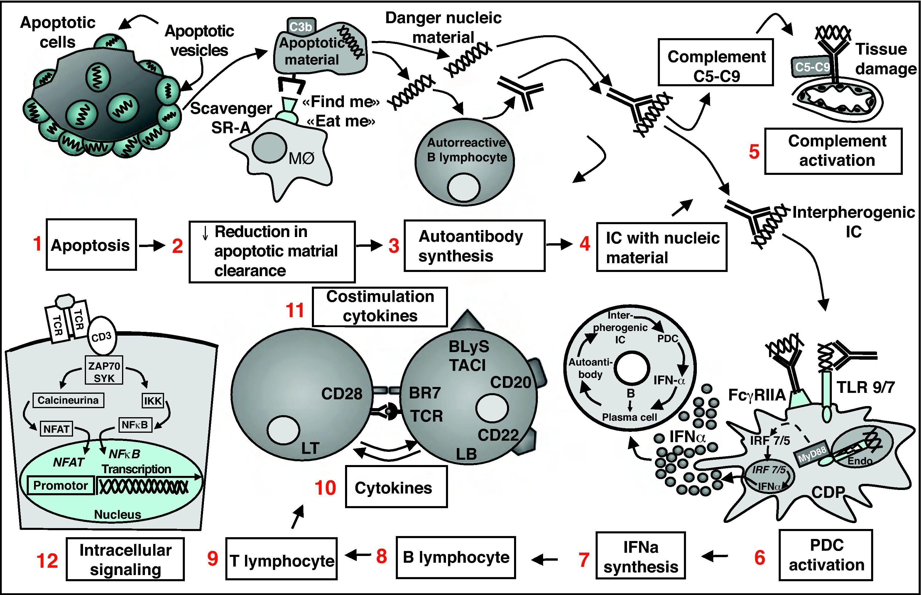 New Therapeutic Targets in Systemic Lupus | Reumatología Clínica