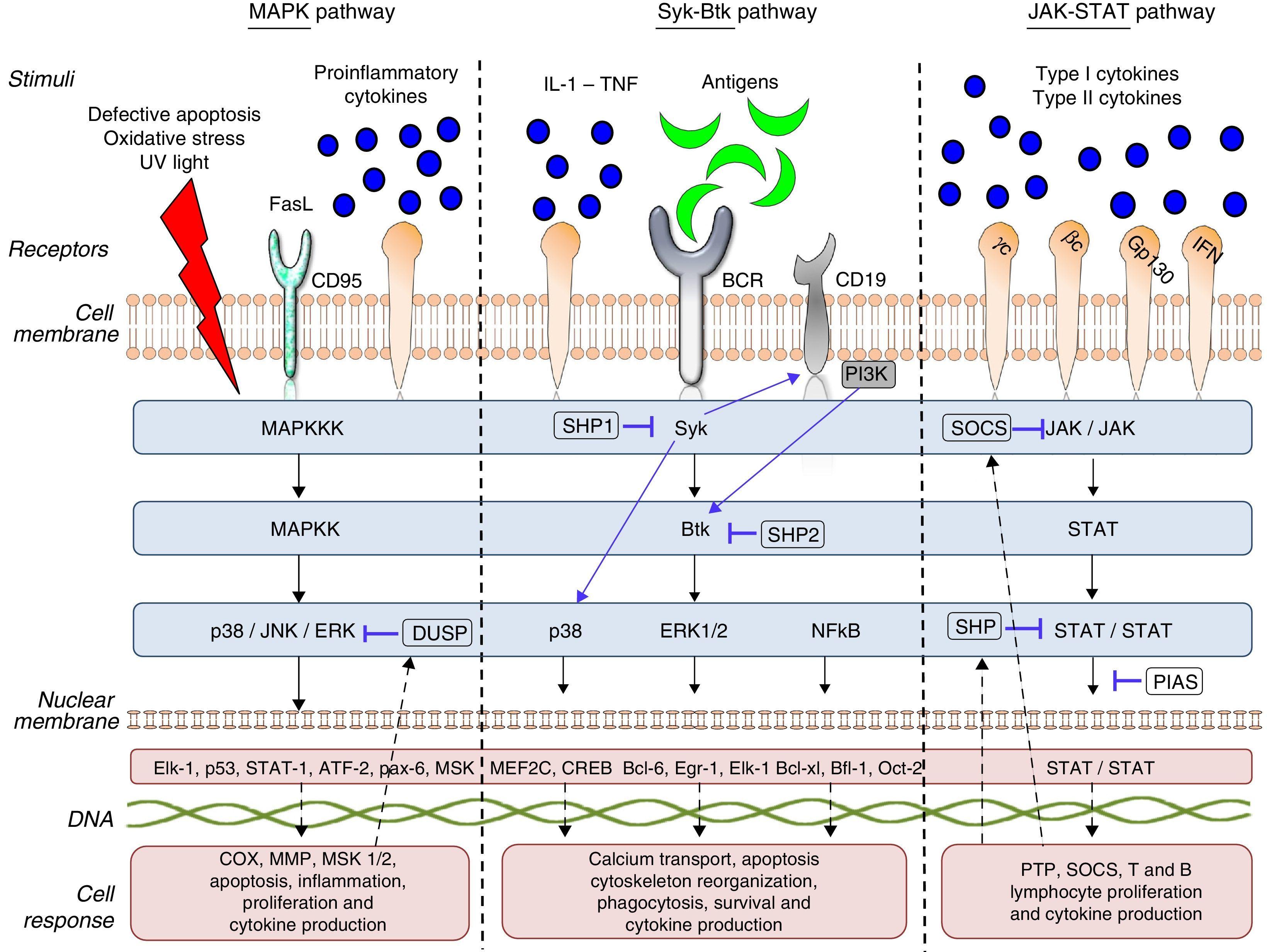 Protein-kinase Inhibitors: A New Treatment Pathway for Autoimmune and ...