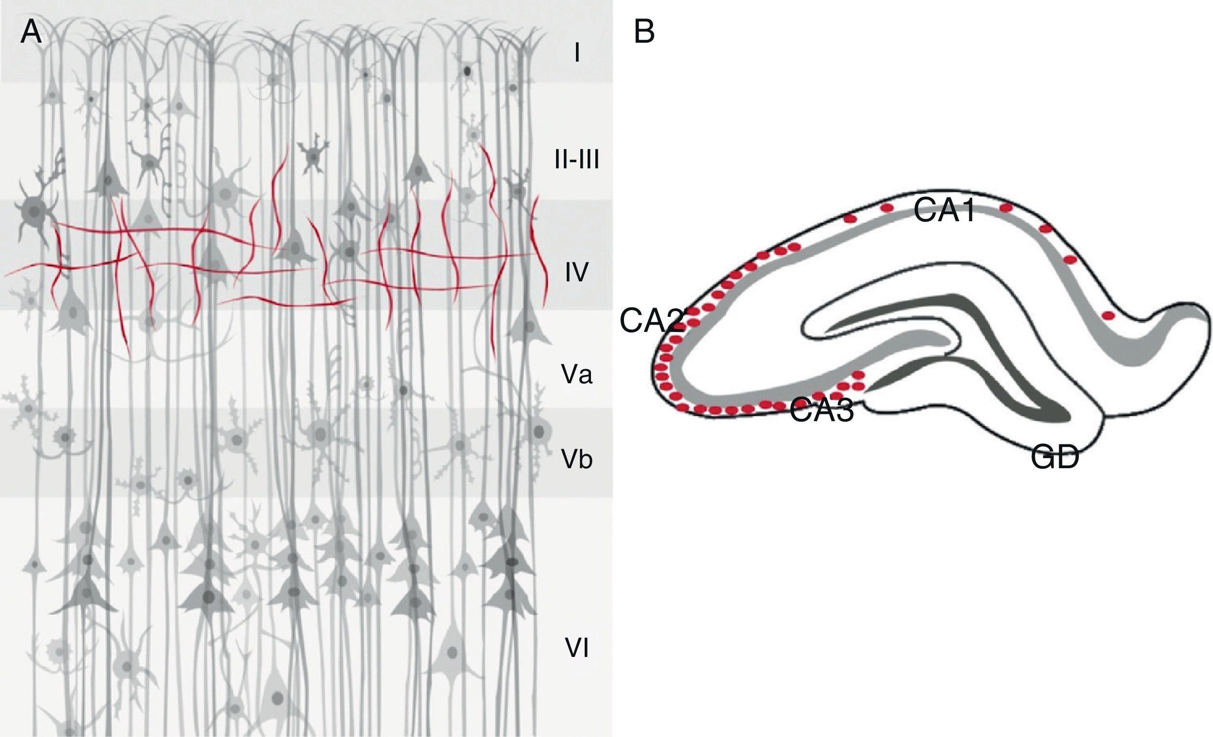 Cholinergic markers in the cortex and hippocampus of some animal ...