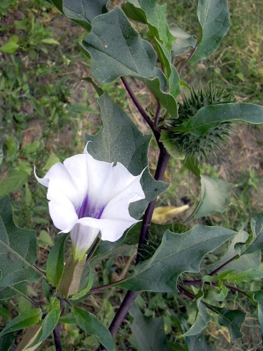 Hallucinogenic drugs in pre-Columbian Mesoamerican cultures ...