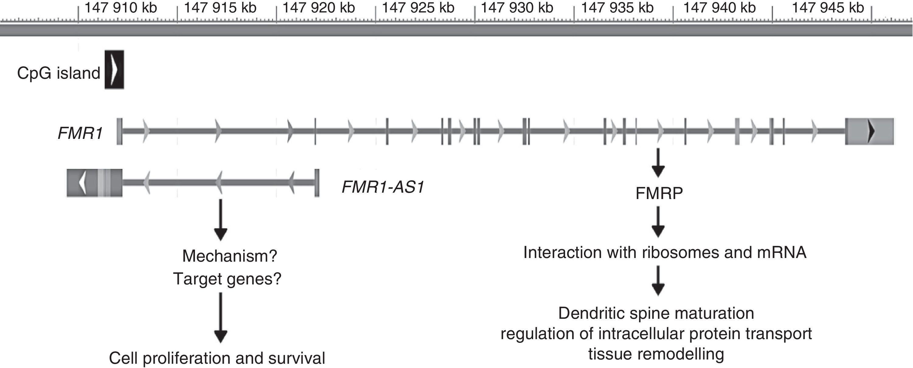 Clinical, molecular, and pharmacological aspects of FMR1-related ...