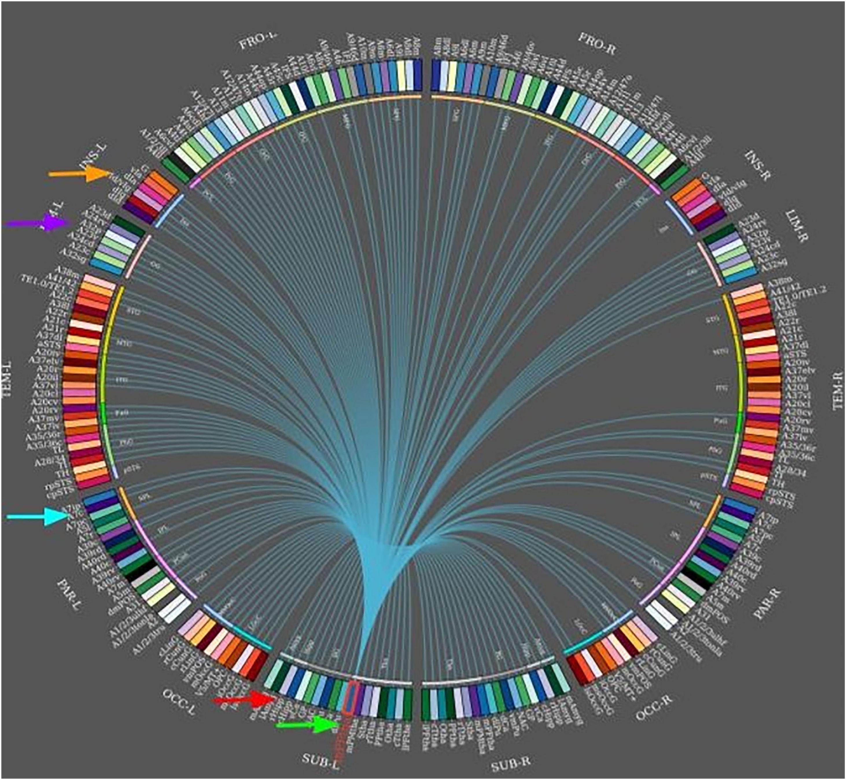 Epilepsy as a disease affecting neural networks: a neurophysiological ...