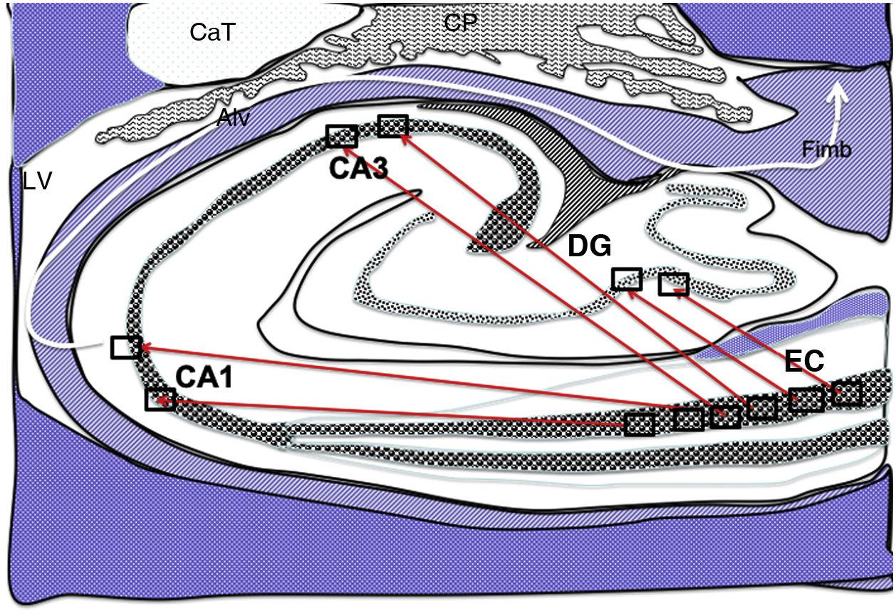 Variations of the grid and place cells in the entorhinal cortex and ...