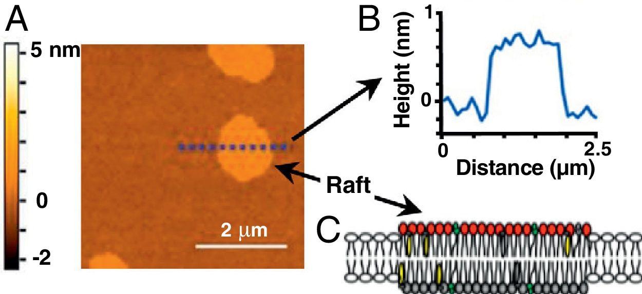 Role of rafts in neurological disorders | Neurología (English Edition)