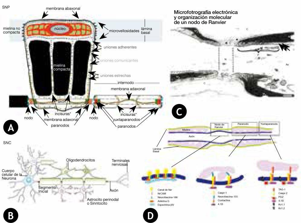 Comunicación entre células gliales y neuronas II. Células gliales que ...