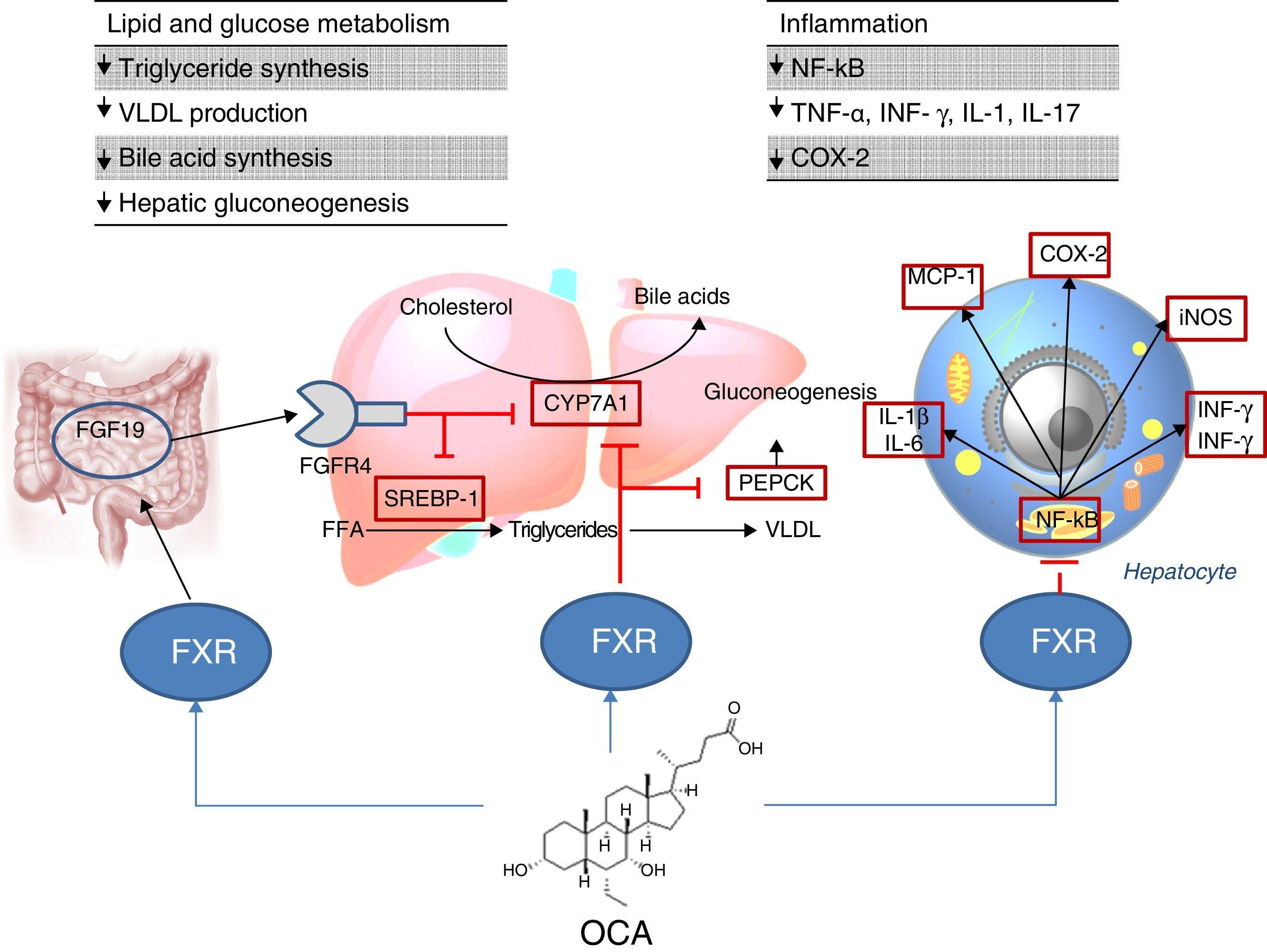 New therapeutic perspectives in non-alcoholic steatohepatitis ...