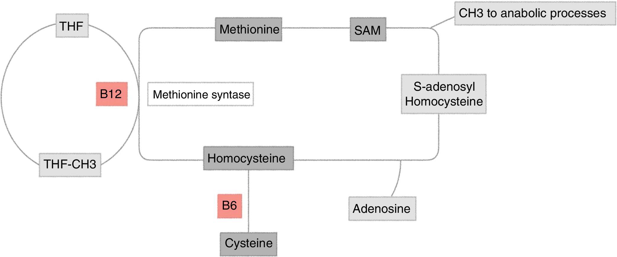 Vitamin B12 Metabolism Pathway