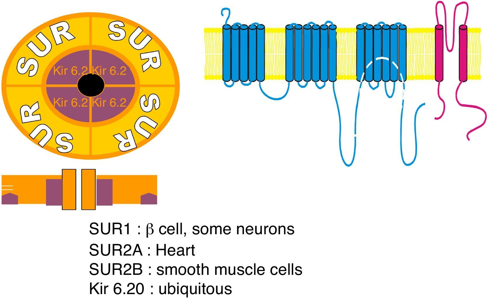 Maturity-onset diabetes of the young: From a molecular basis ...