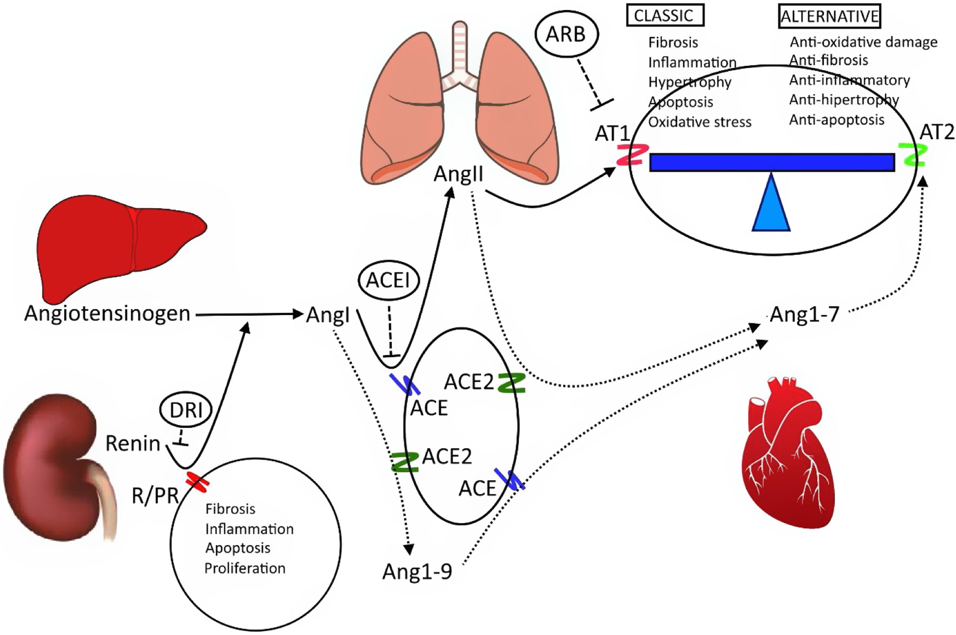 Renin–angiotensin system: Basic and clinical aspects—A general ...