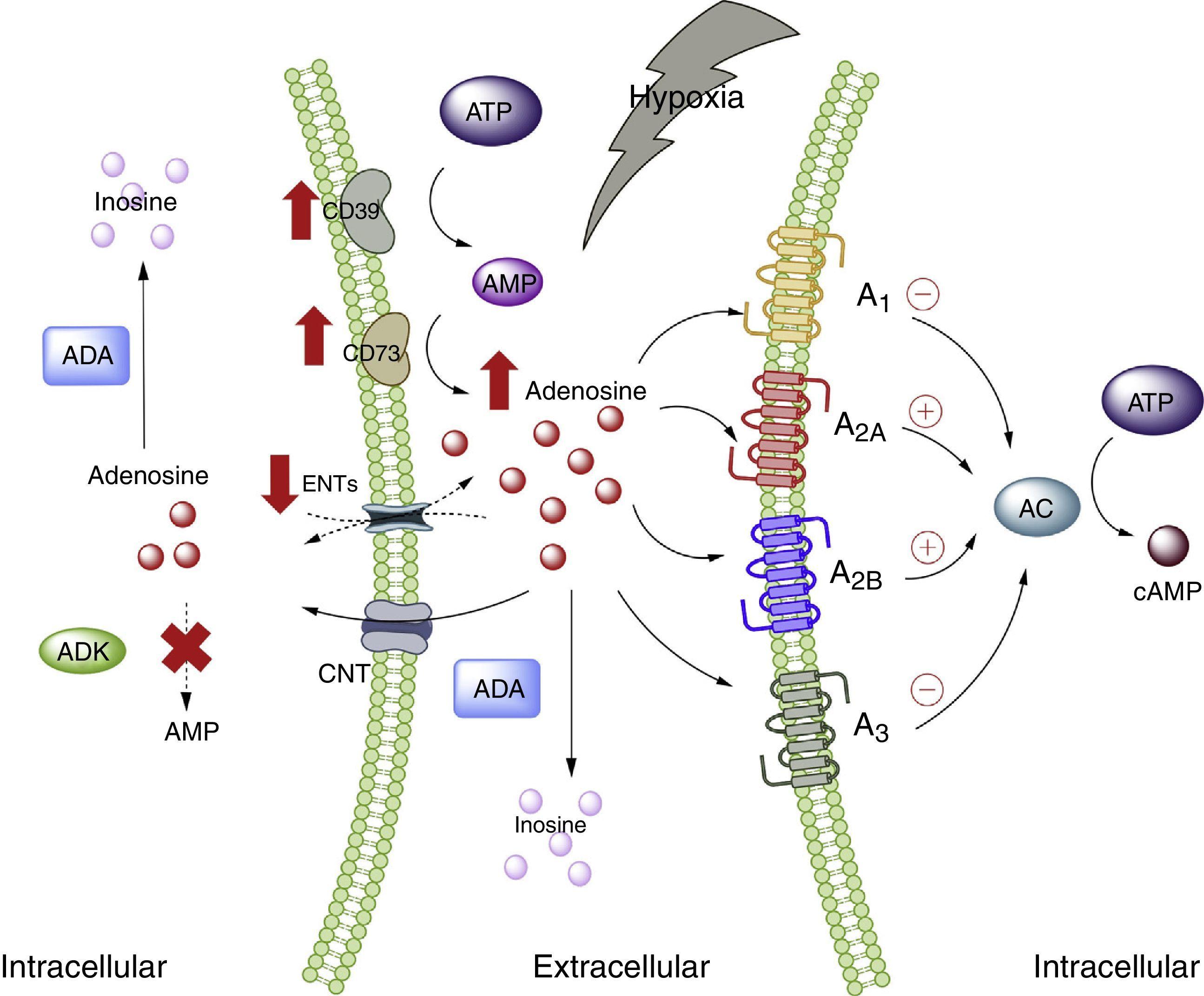 Adenosine Receptor