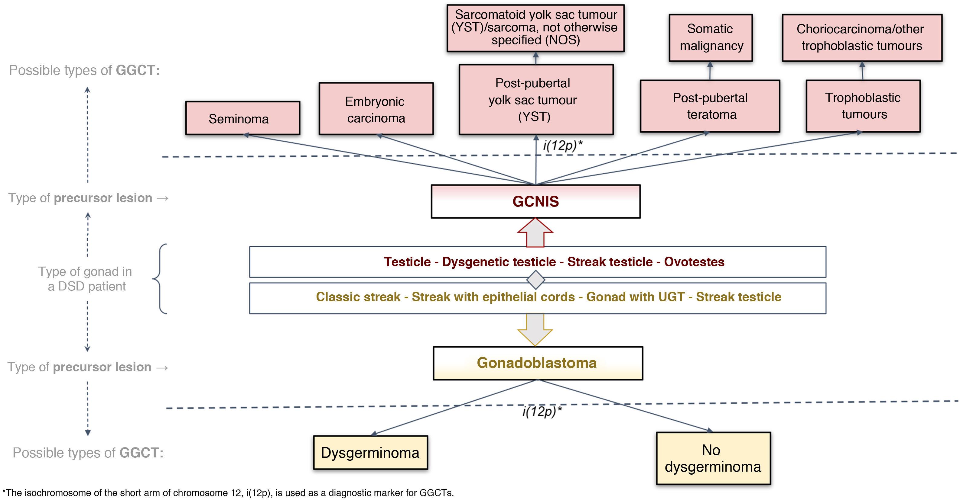 Consensus guide on prophylactic gonadectomy in different sex ...
