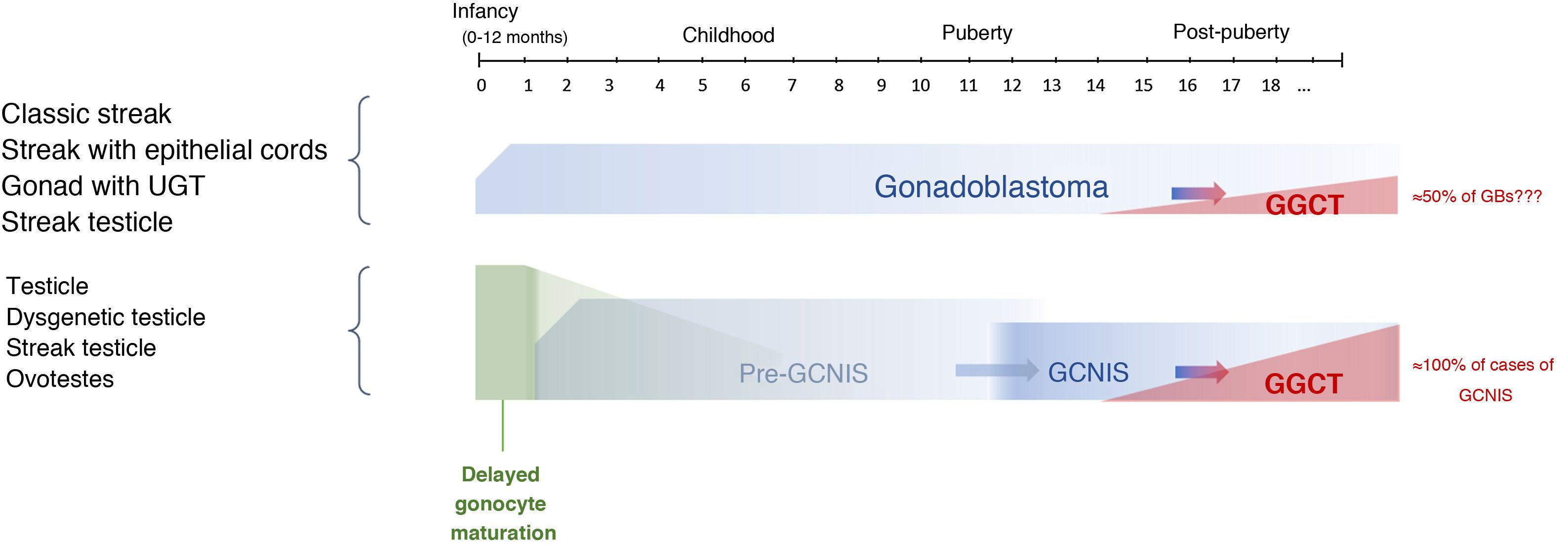 Consensus guide on prophylactic gonadectomy in different sex ...