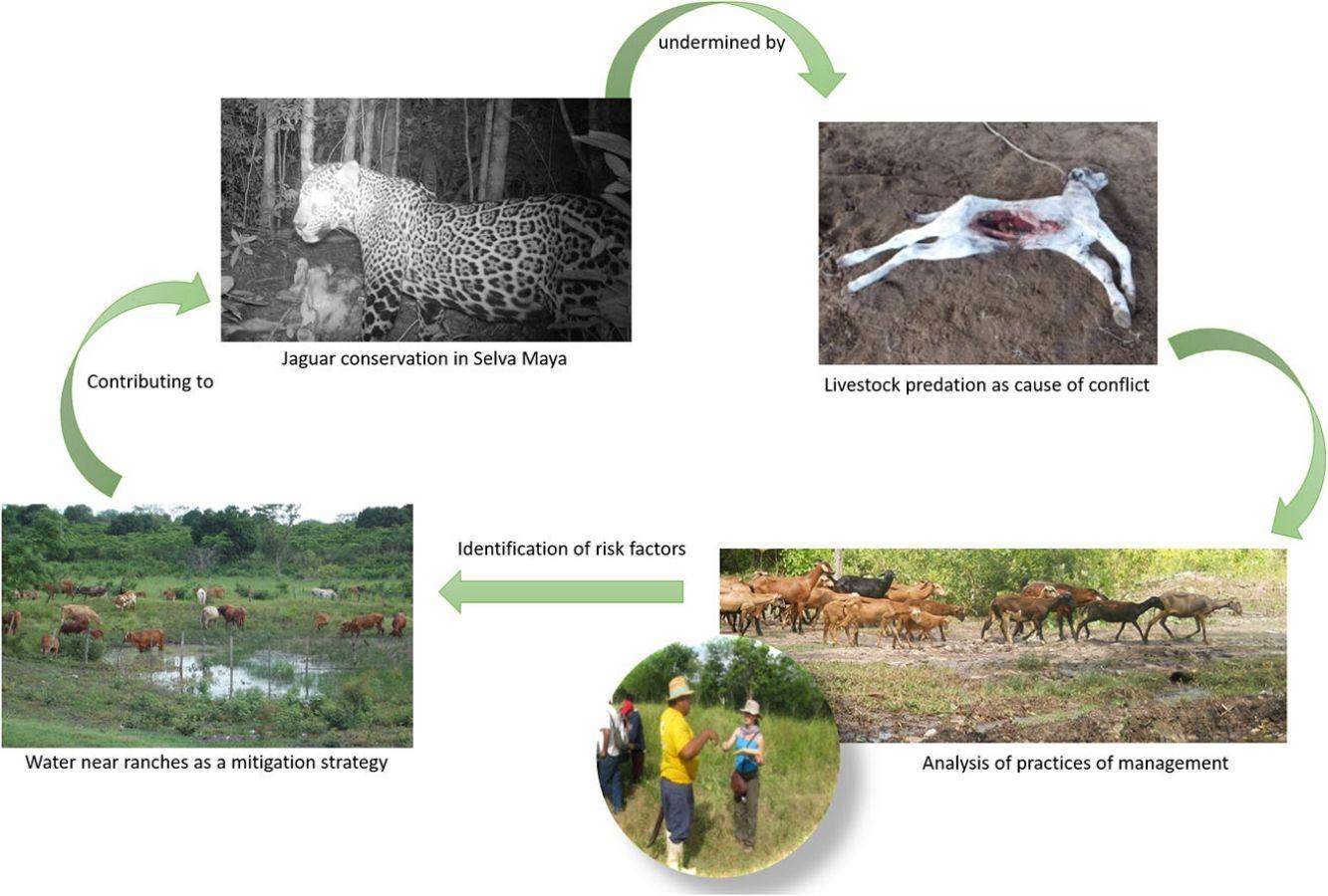 Why some management practices determine the risk of livestock predation ...