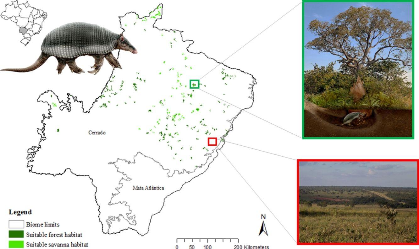 Species distribution model reveals only highly fragmented suitable ...