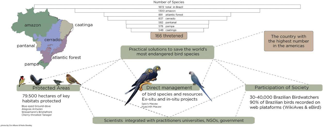 Bird Conservation in Brazil: Challenges and practical solutions for a ...