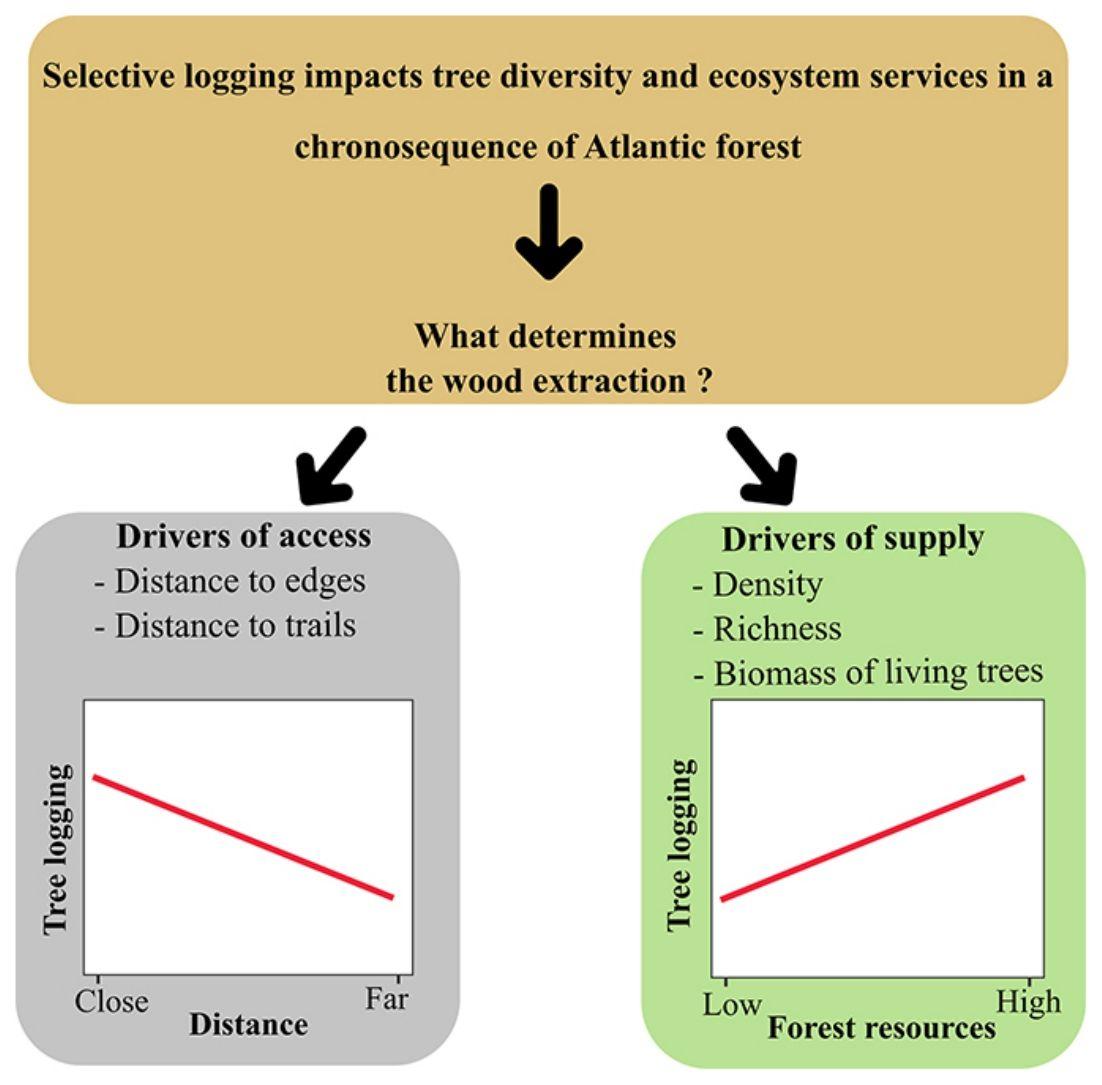 Selective logging in a chronosequence of Atlantic Forest: drivers and ...