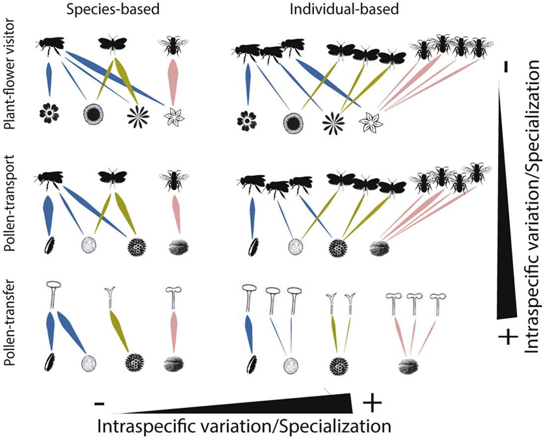 Intraspecific variation of invaded pollination networks – the role of ...