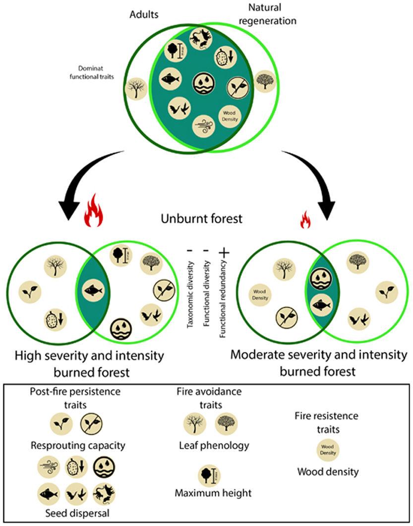 Fire reduces taxonomic and functional diversity in Neotropical moist ...