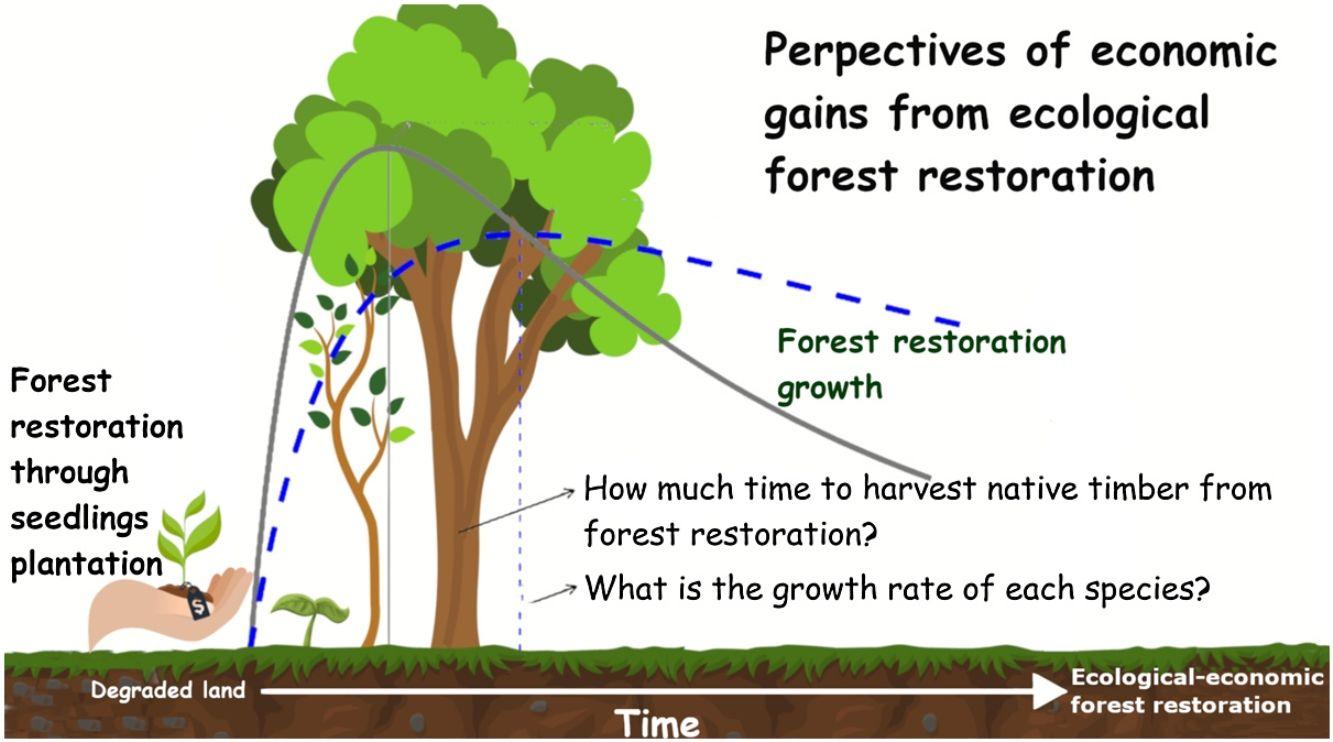 Potential native timber production in tropical forest restoration ...